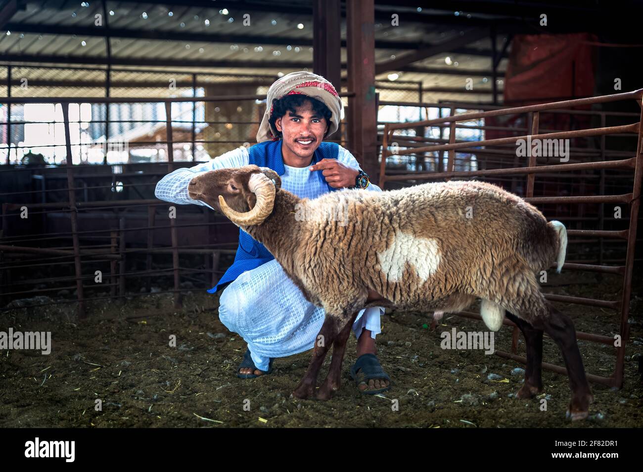 Goat farm saudi arabia hi-res stock photography and images - Alamy