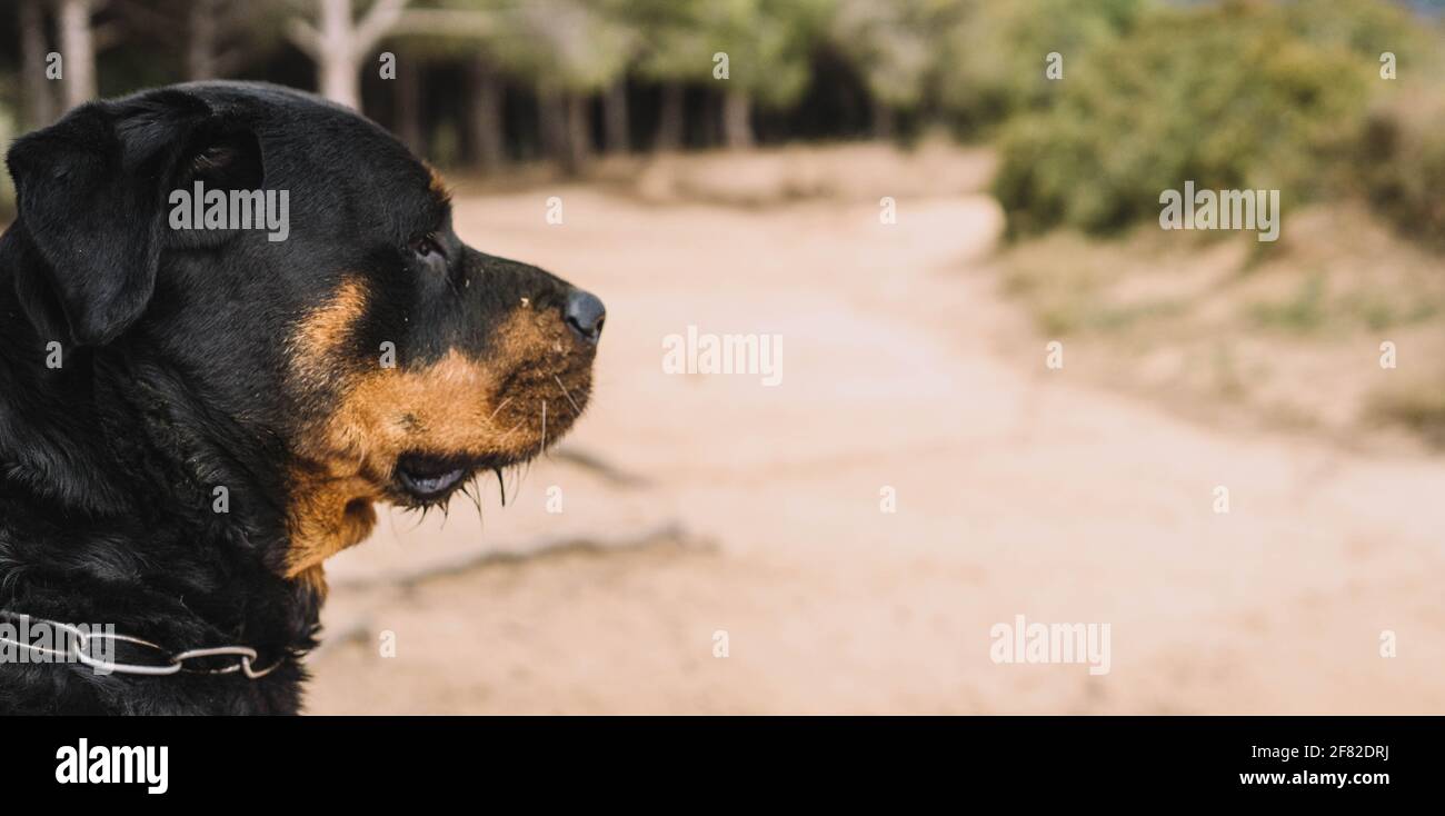 Are Rottweilers Hunters