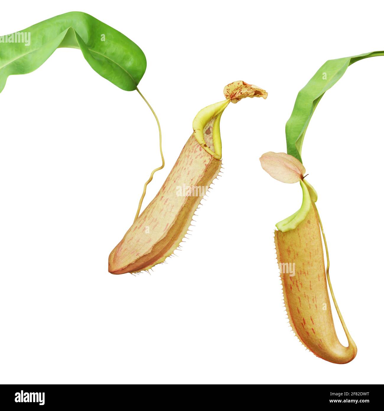 Nepenthes Pitcher Plant Isolated on White Background with Clipping Path ...