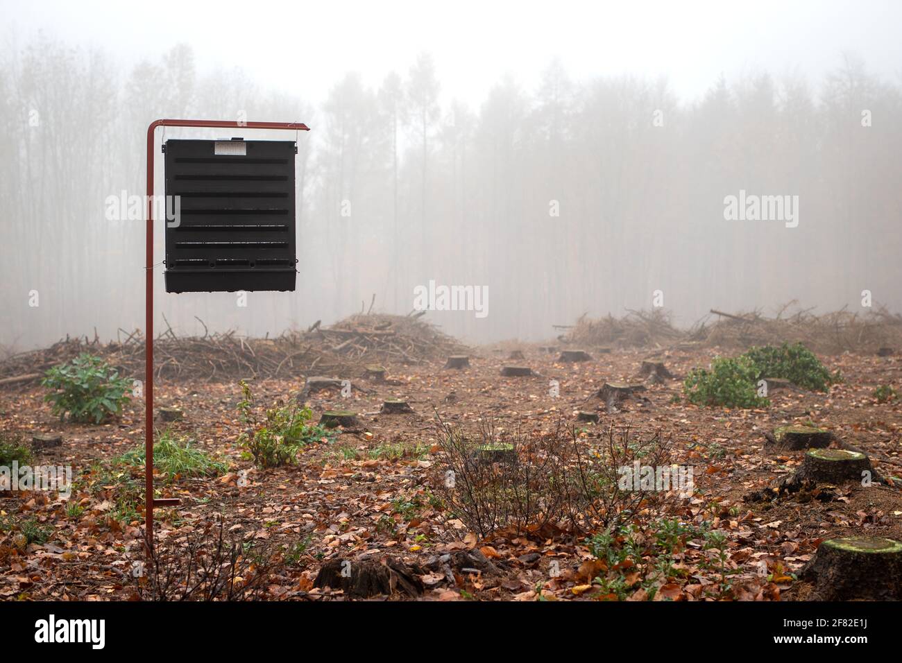 Insect trap for bark beetle (Ips typographus) at foggy forest. Natural ...