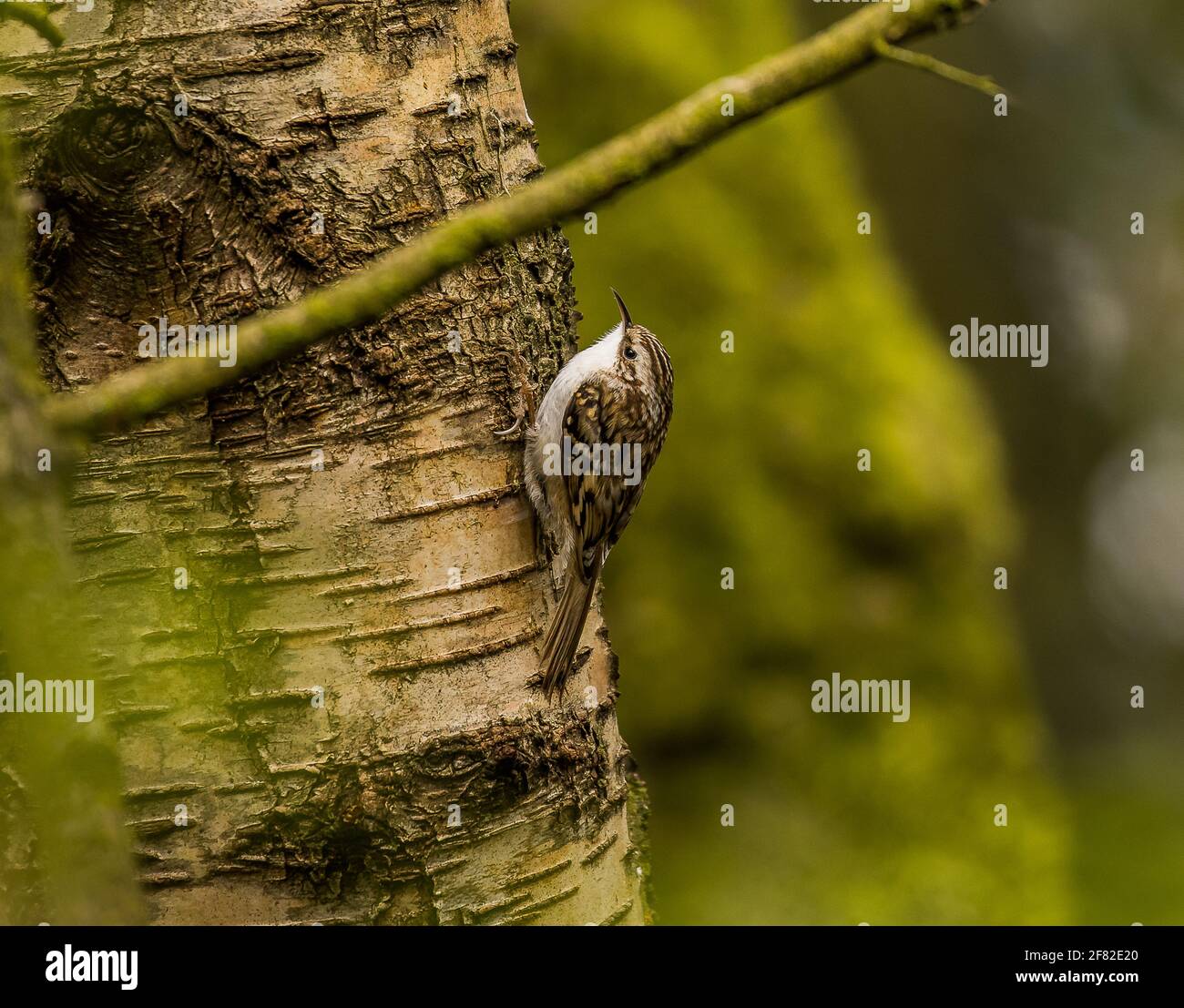 Treecreeper clinging to a tree hi-res stock photography and images - Alamy