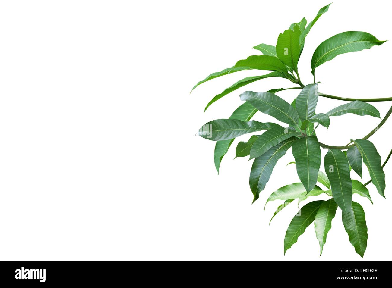 Mango Branches with Green Leaves Isolated on White Background with ...