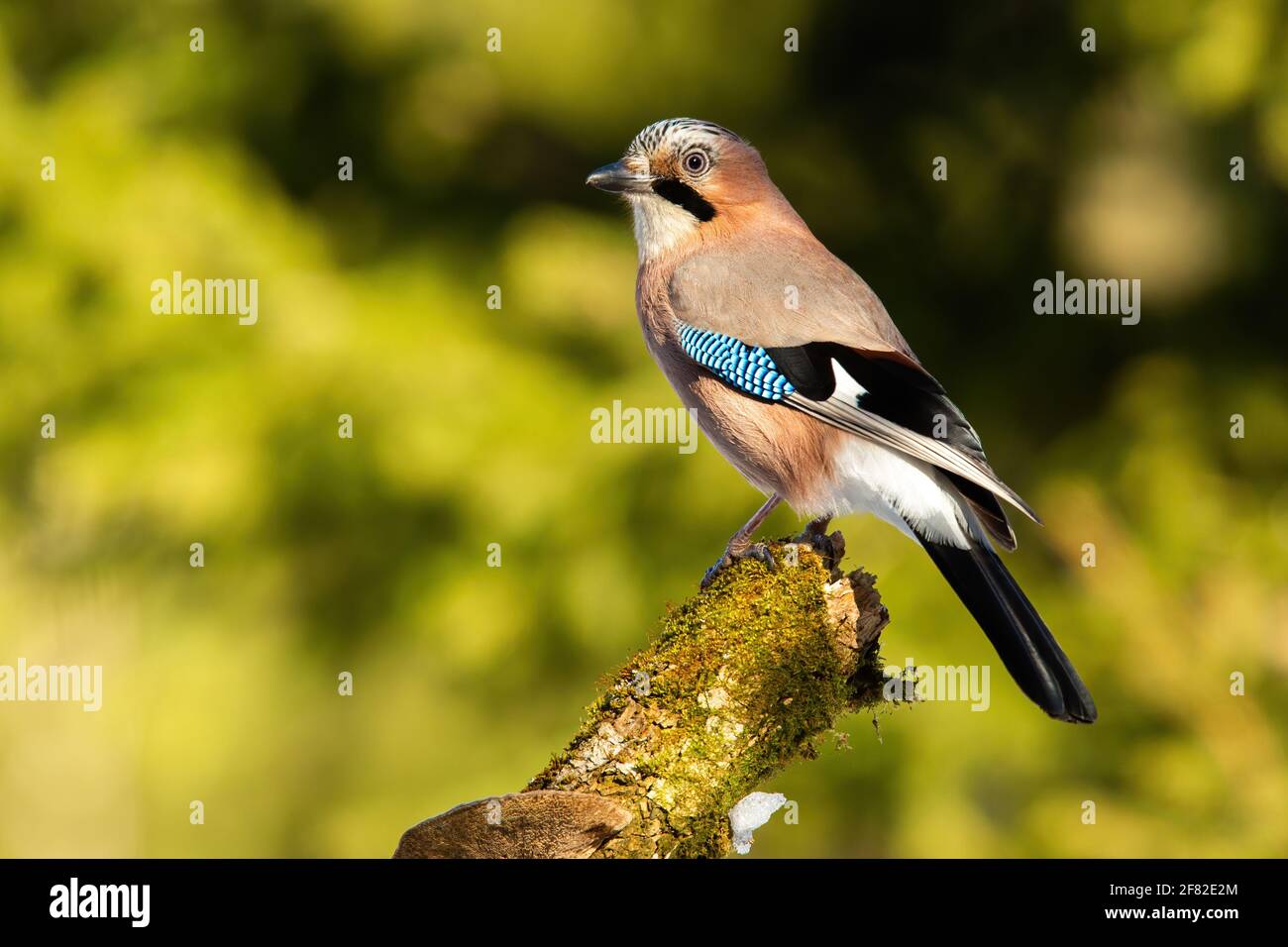 Jay with moss in beak hi-res stock photography and images - Alamy