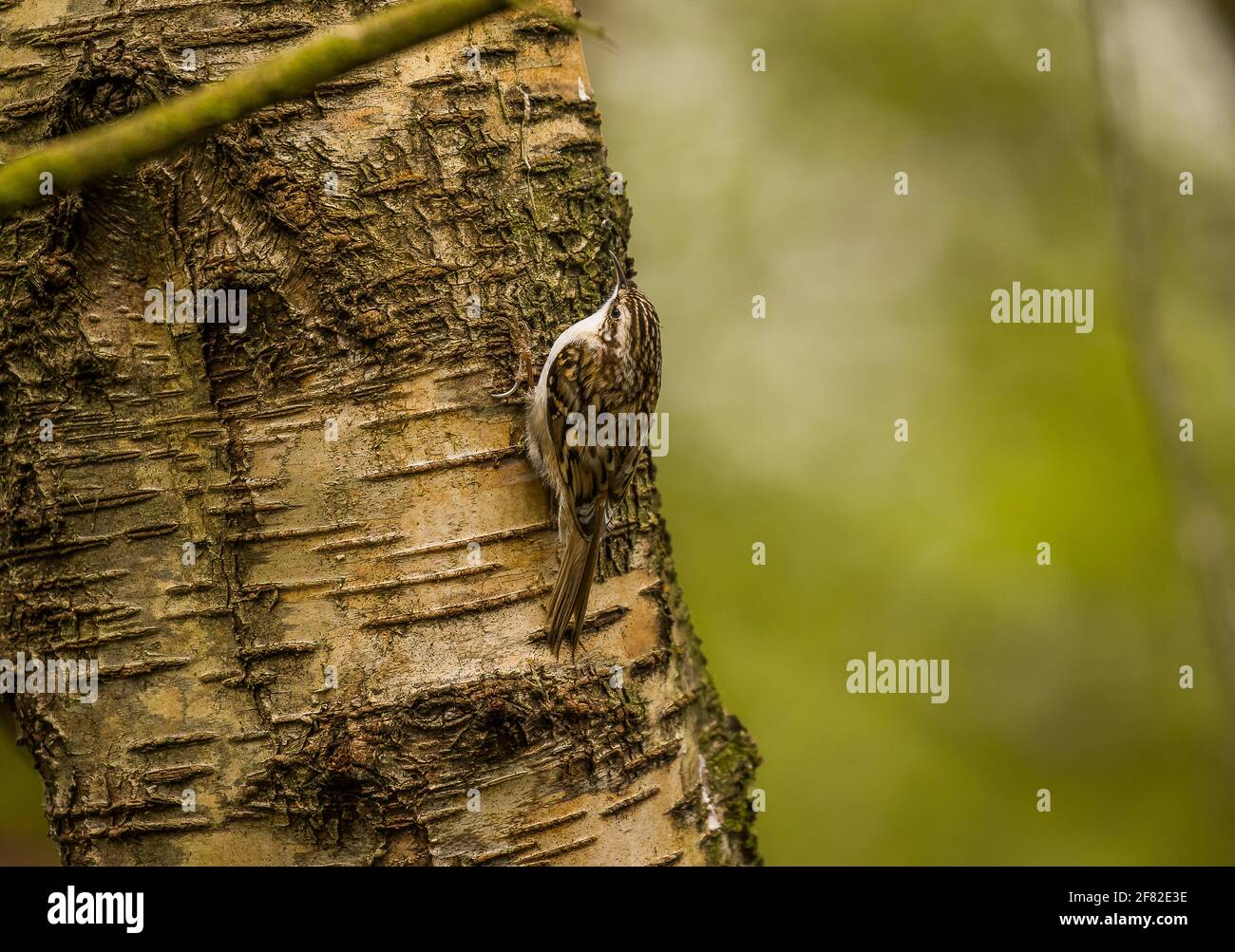 Tree creeper camouflage bird hi-res stock photography and images - Alamy