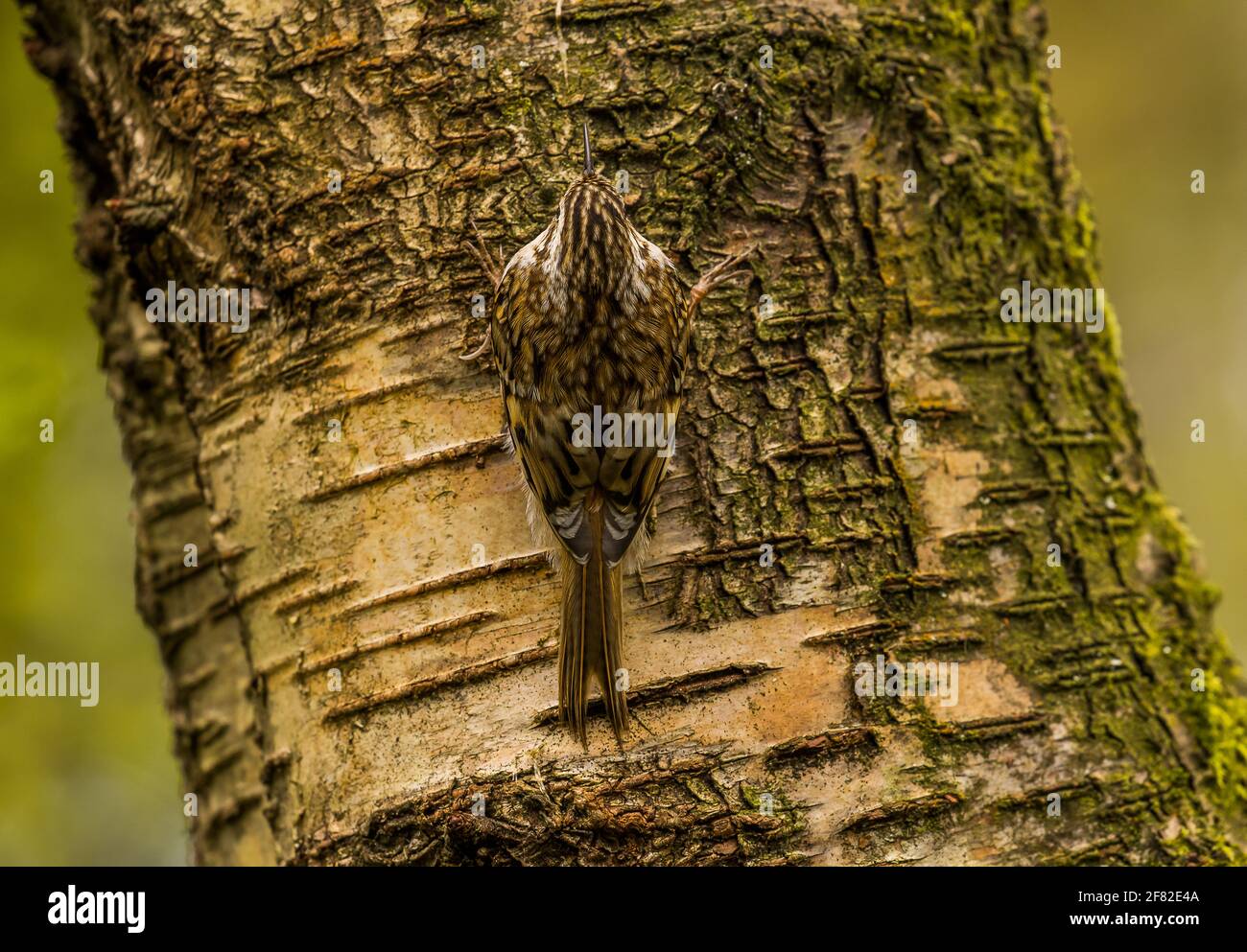Treecreeper clinging to a tree hi-res stock photography and images - Alamy