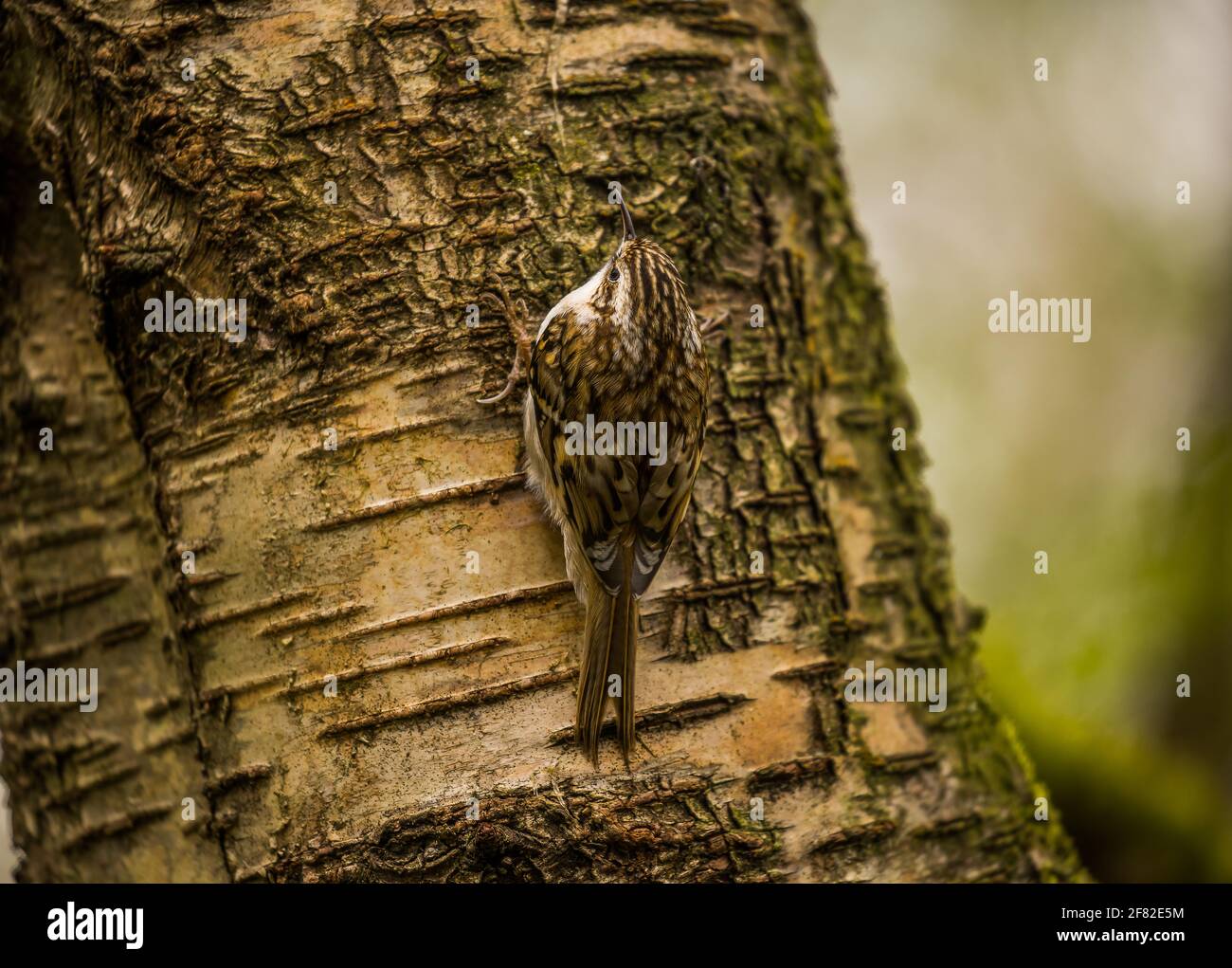 Treecreeper clinging to a tree hi-res stock photography and images - Alamy
