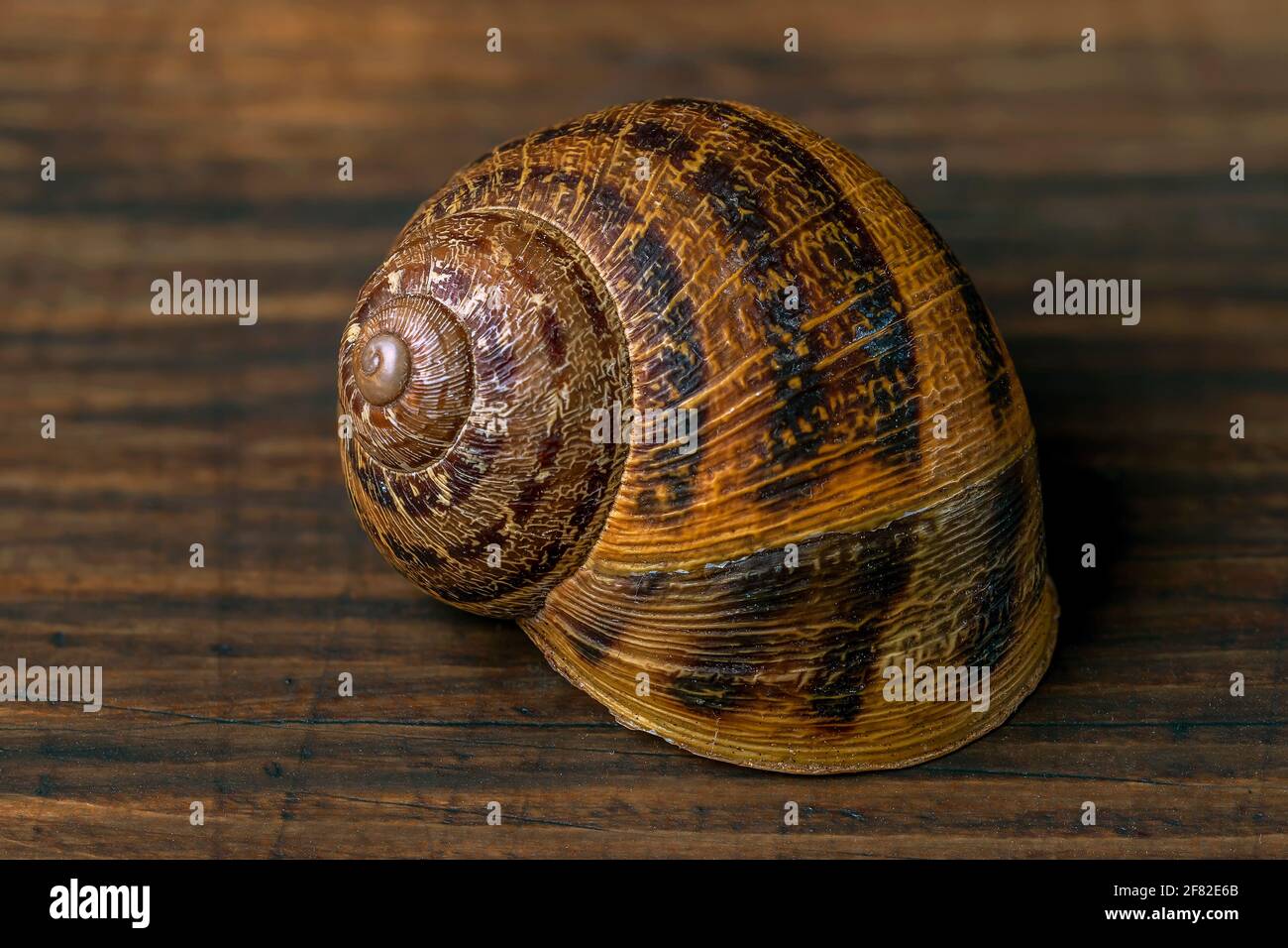Garden snails hiding hi-res stock photography and images - Alamy