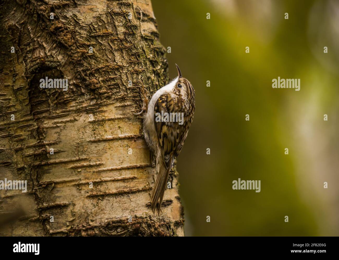 Treecreeper clinging to a tree hi-res stock photography and images - Alamy