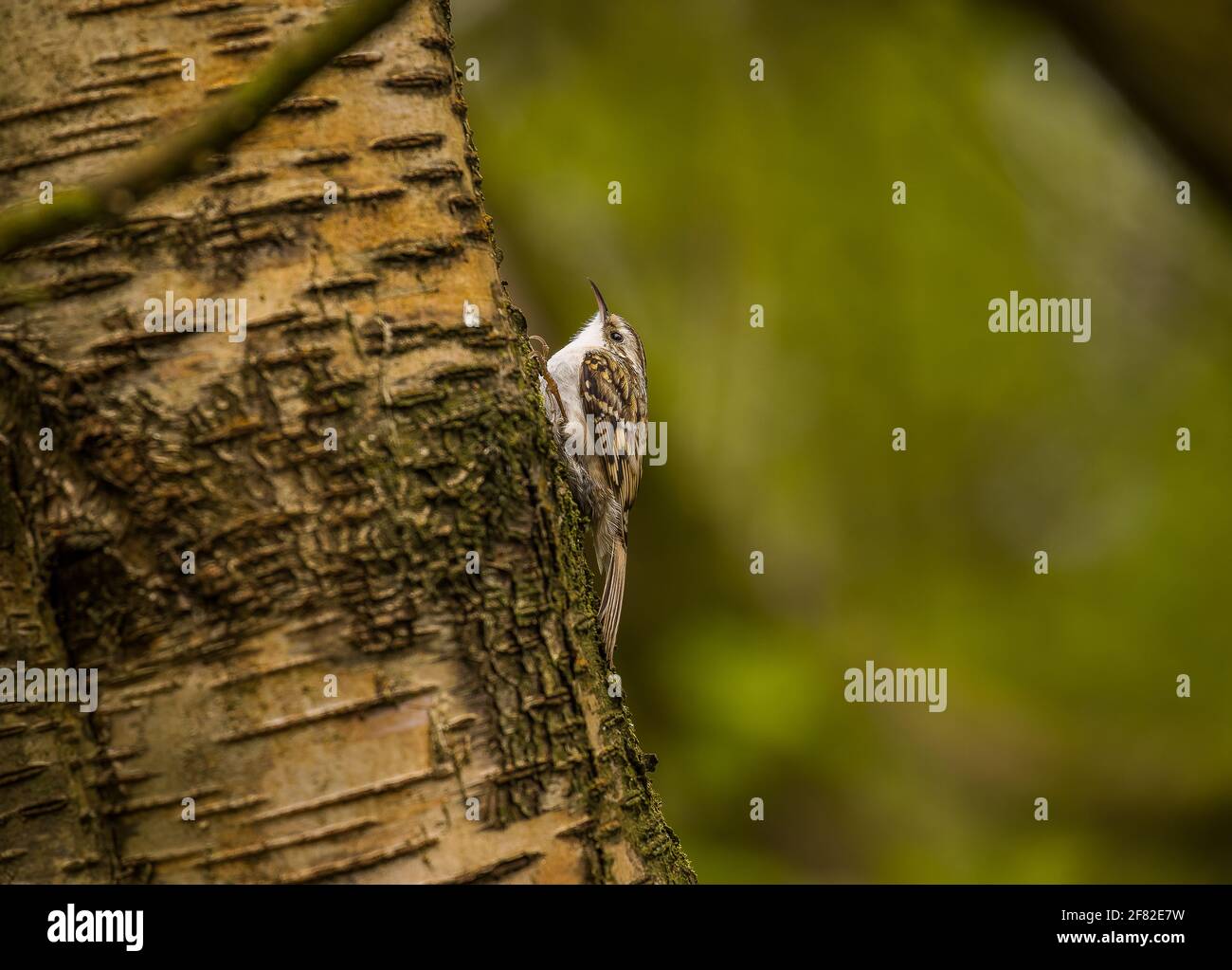 Treecreeper clinging to a tree hi-res stock photography and images - Alamy