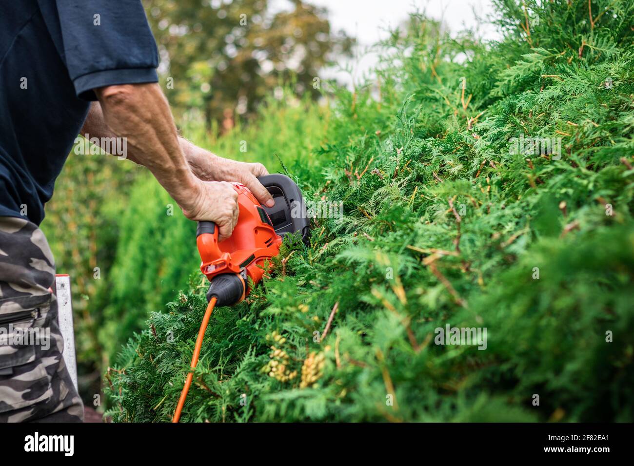 Gardener using electric hedge clippers for trimming hedge. Man cutting ...