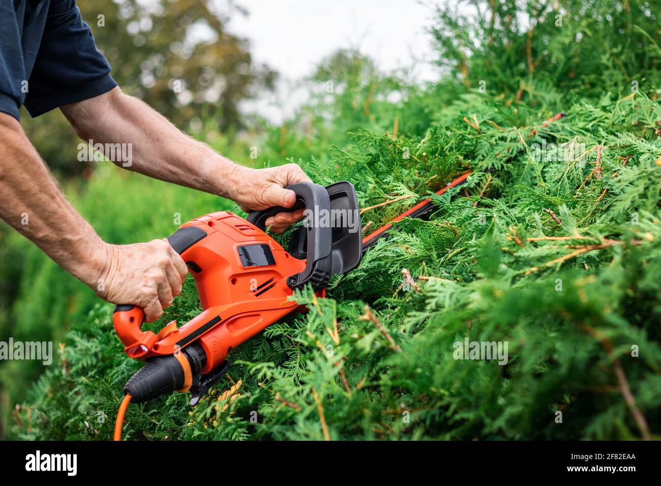 Gardener cutting overgrown bush by hedge trimmer in garden. Man using ...