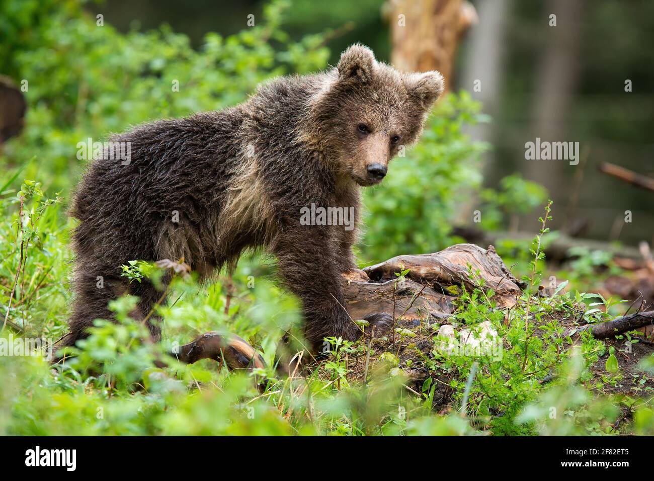 Little brown bear cub observing in forest in summer nature Stock Photo ...