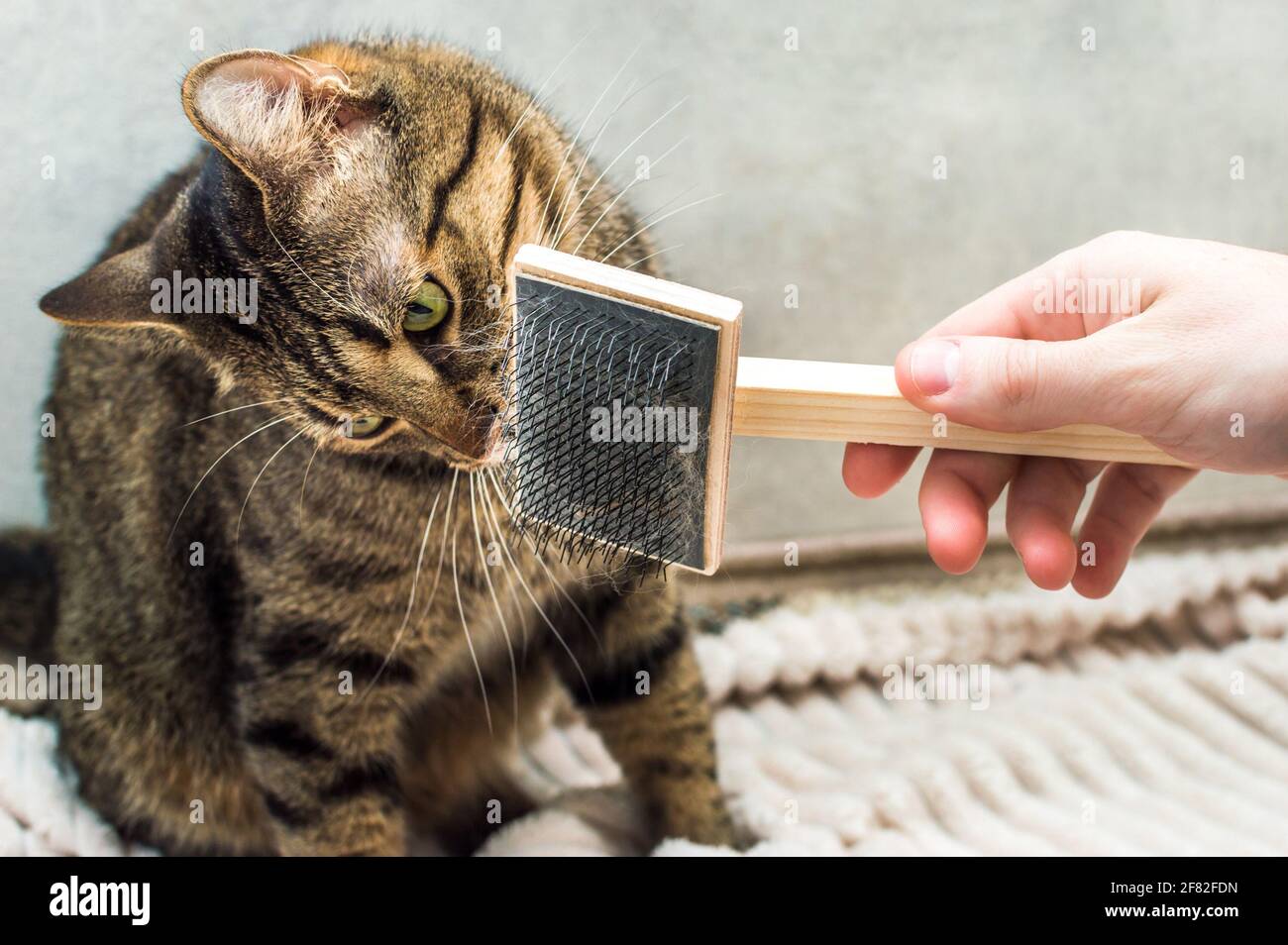 Combing a cat hi-res stock photography and images - Alamy
