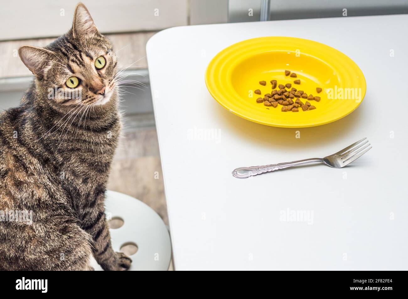 Cat table food floor hi-res stock photography and images - Alamy