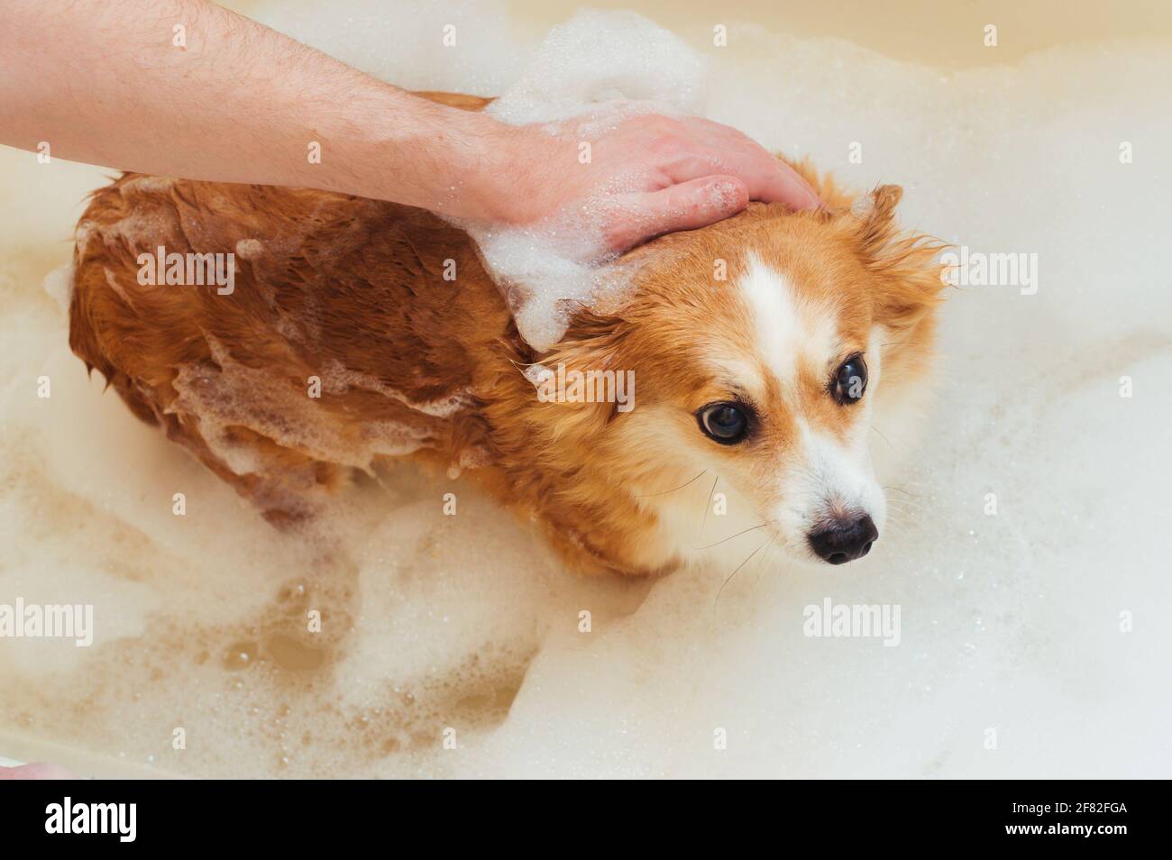 Young man washes his ginger dog in the bathroom Stock Photo - Alamy