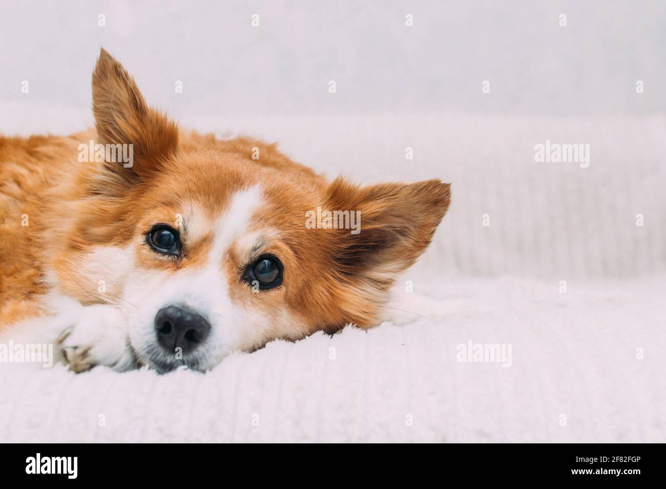 Ginger corgi hi-res stock photography and images - Alamy
