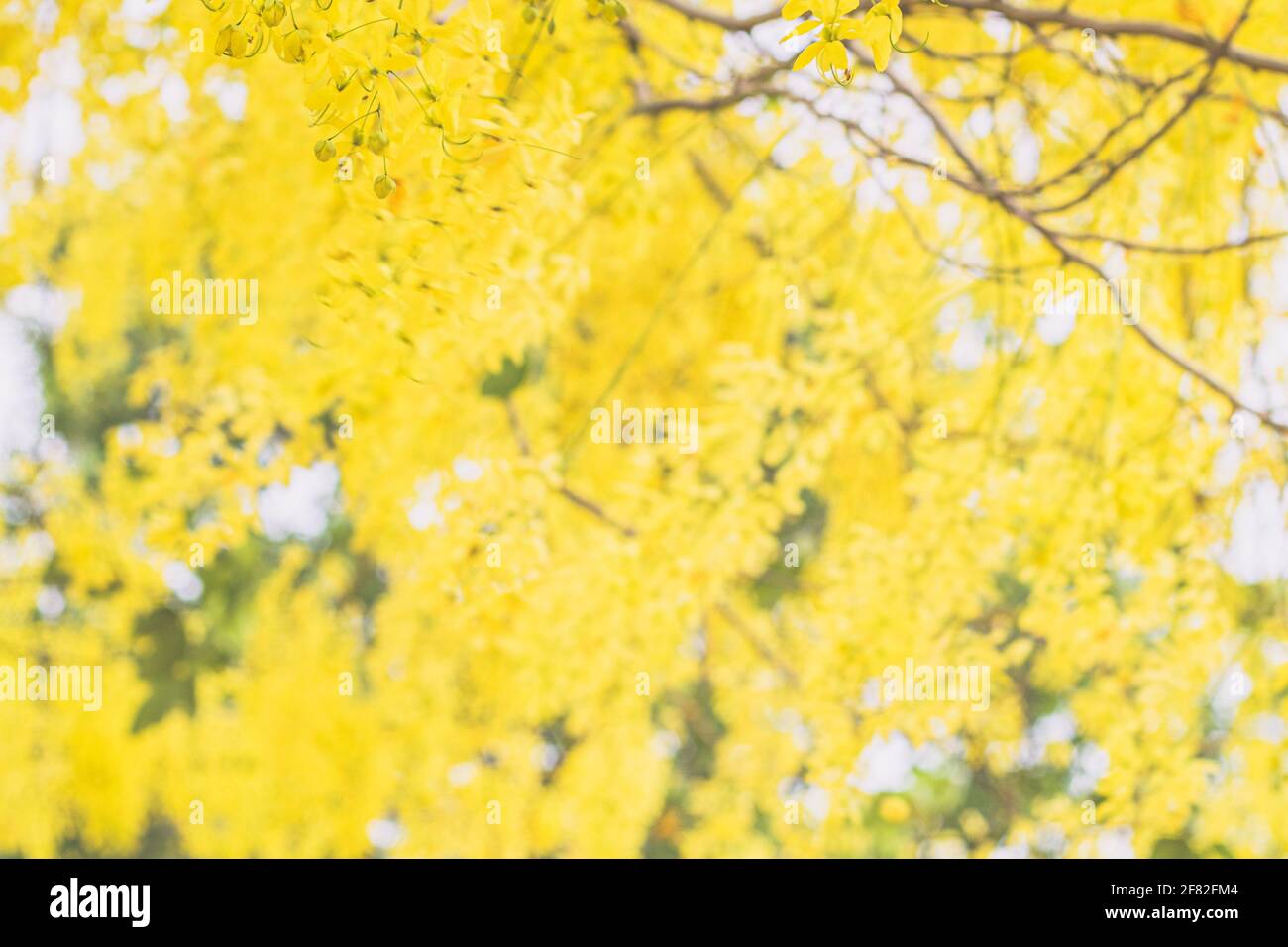 Selective focus Cassia fistula National flower of Thailand Golden Shower Tree. Golden shower ...