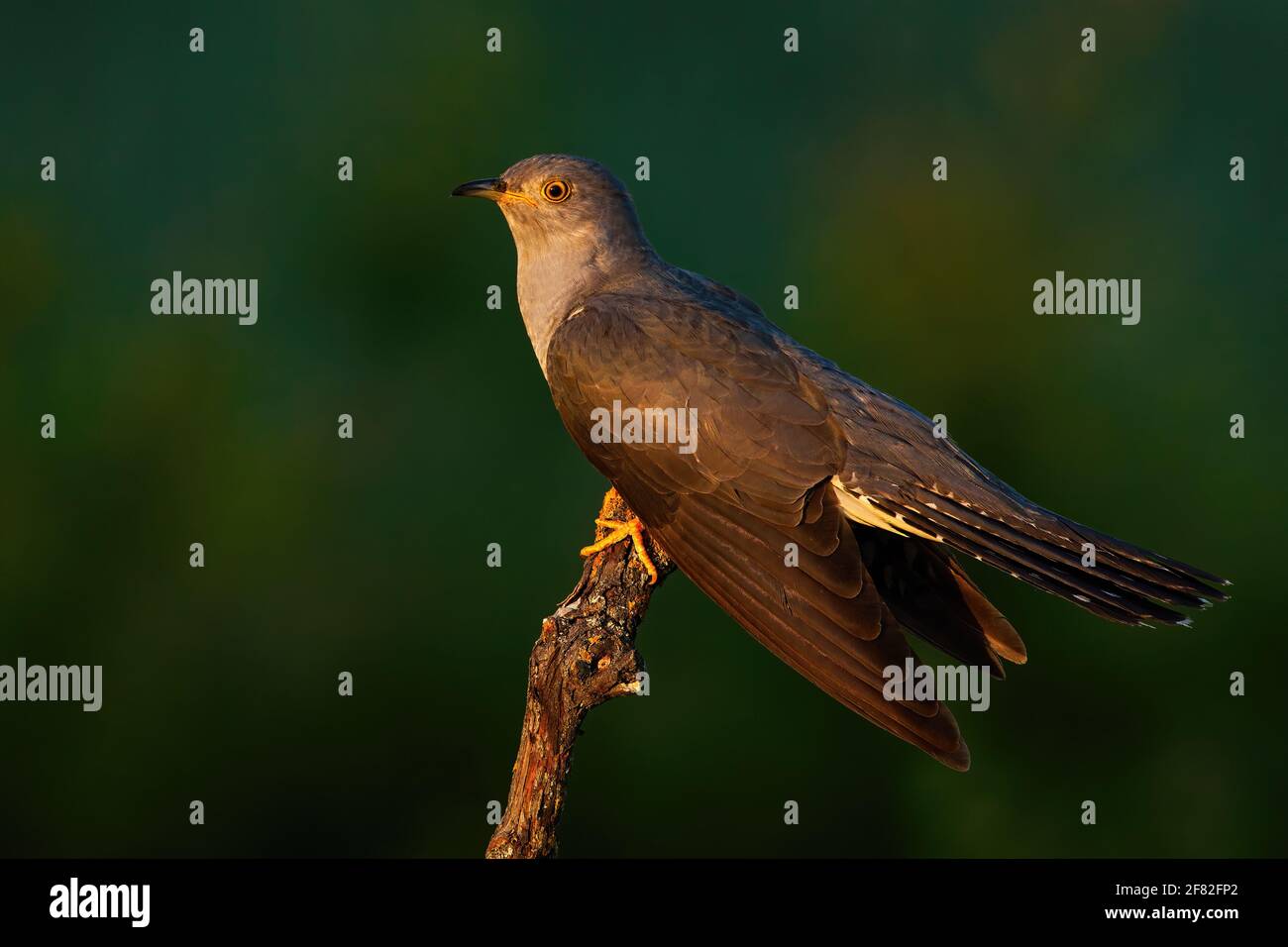 Common cuckoo sitting on branch in summer evening sun Stock Photo - Alamy