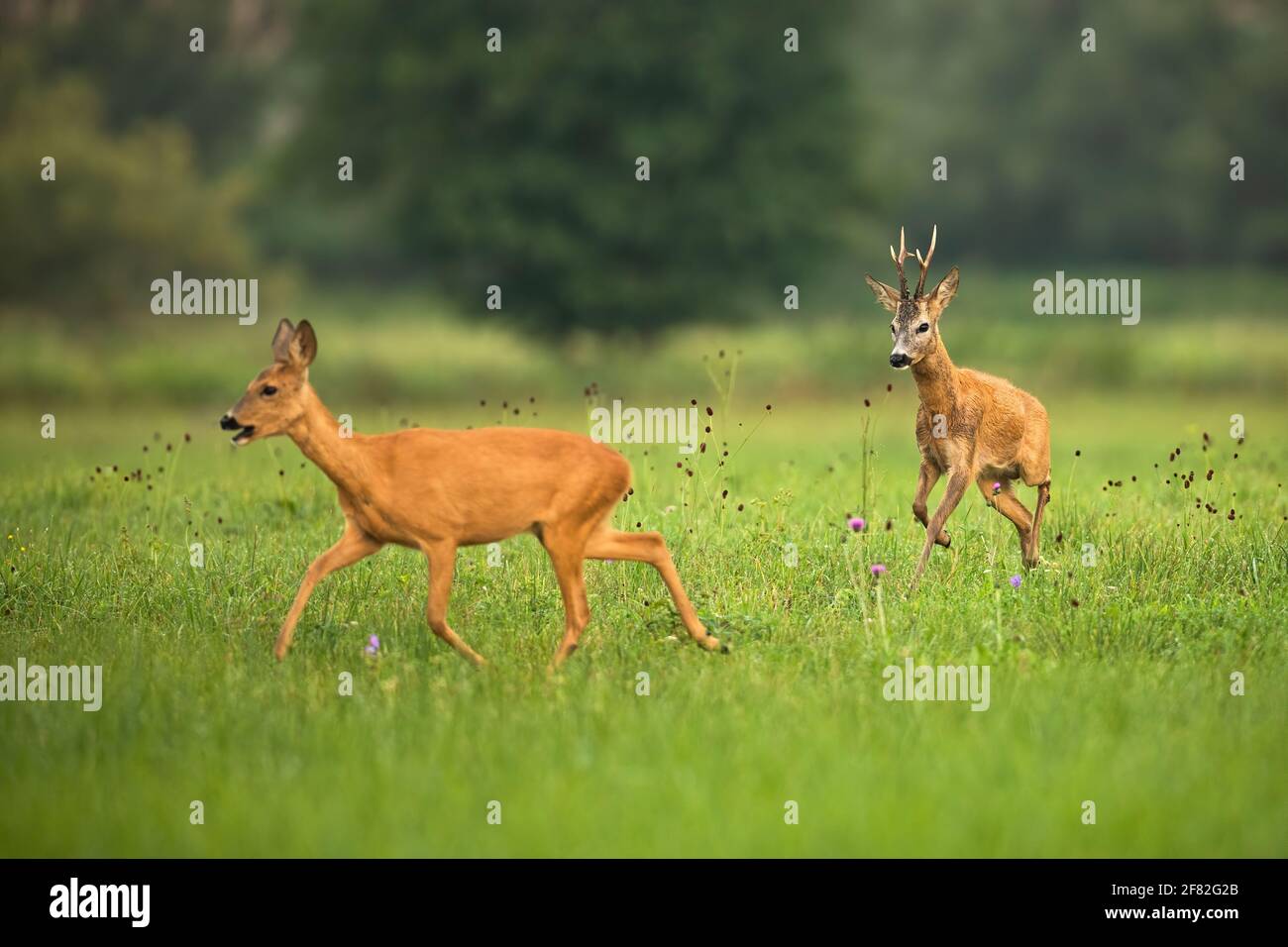 Roe deer chasing hi-res stock photography and images - Alamy