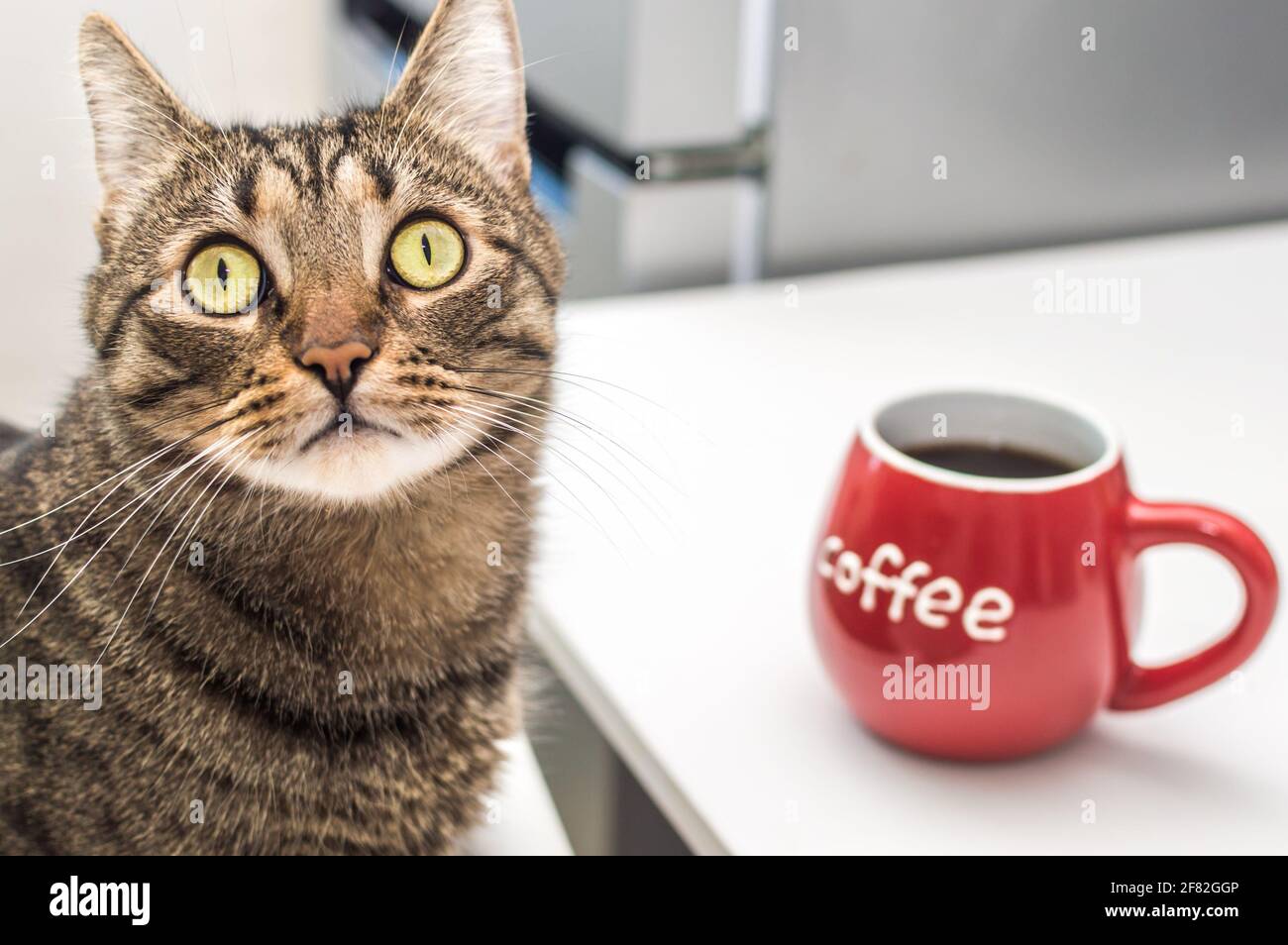 funny cat sits on a chair at a table with a big red cup of coffee ...