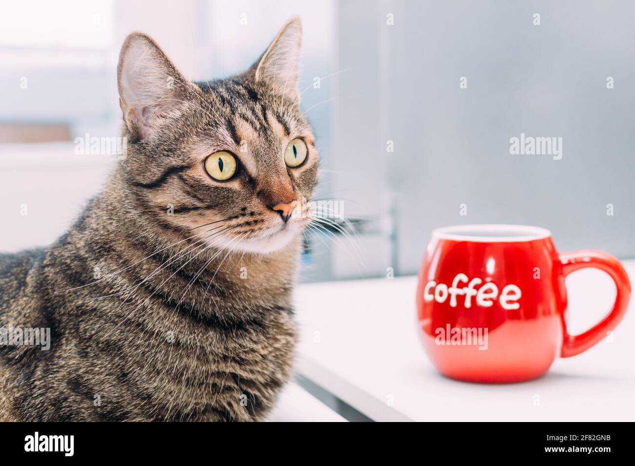 funny cat sits on a chair at a table with a big red cup of coffee ...