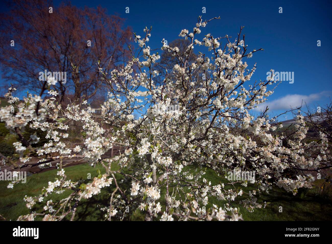 Prunus domestica victoria hi-res stock photography and images - Alamy