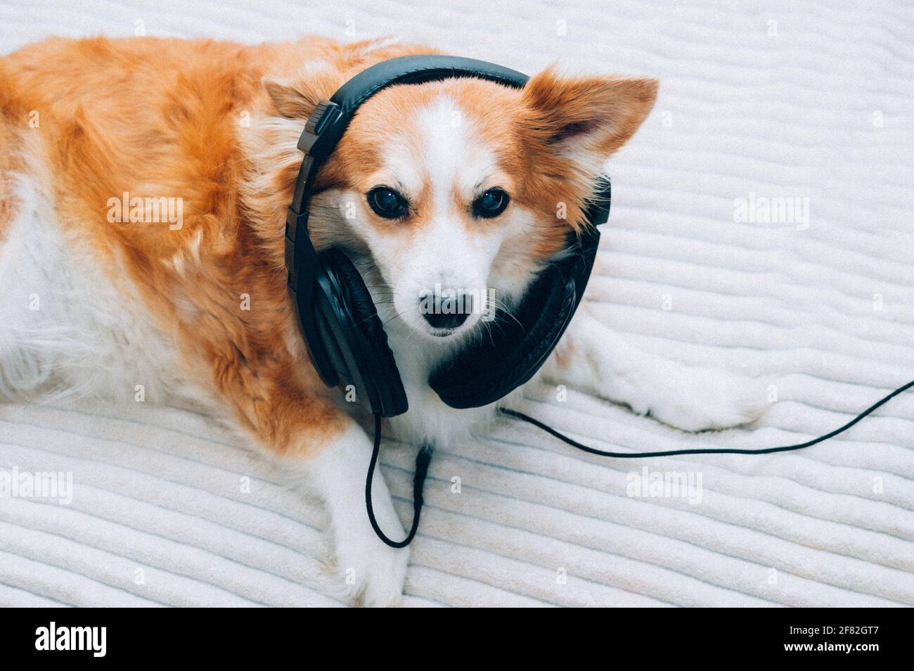 Funny dog listening to music on headphones Stock Photo - Alamy