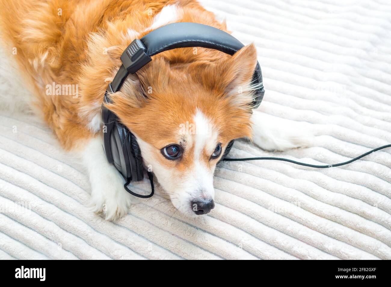 Funny dog listening to music on headphones Stock Photo - Alamy
