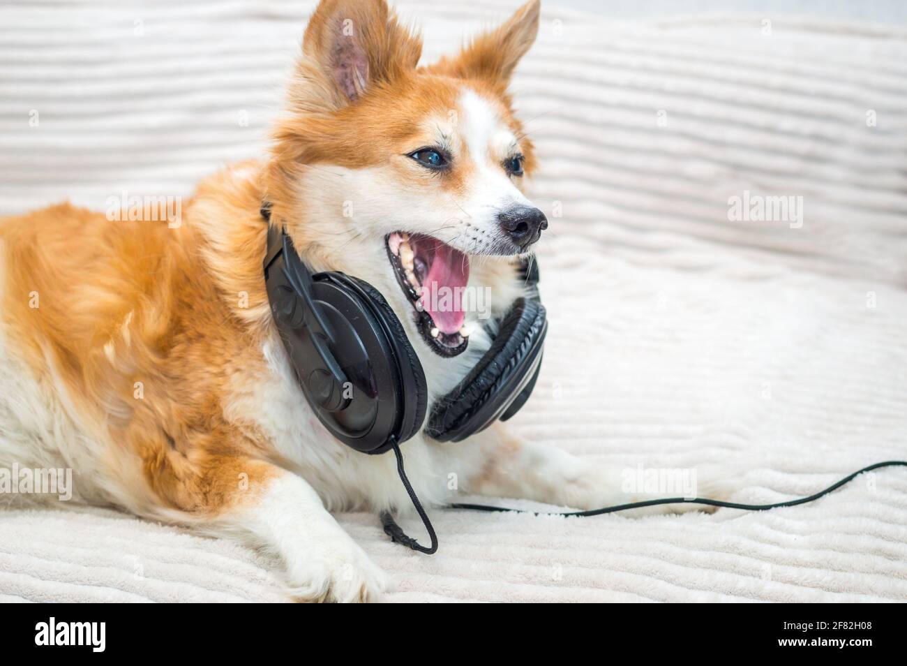 Funny dog listening to music on headphones Stock Photo - Alamy