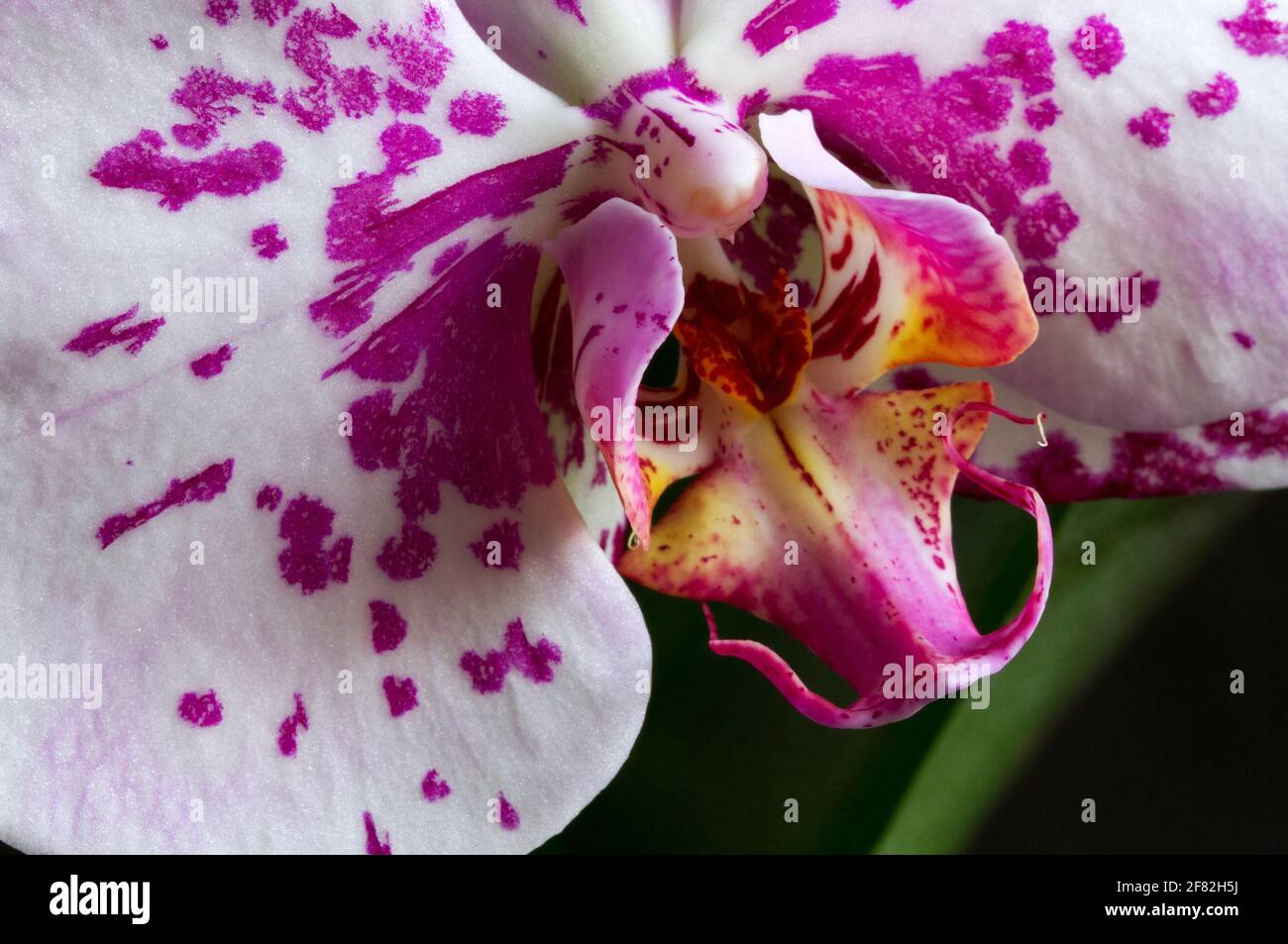 The Anther Cap and Labellum structures of a Moth Orchid flower are to ...