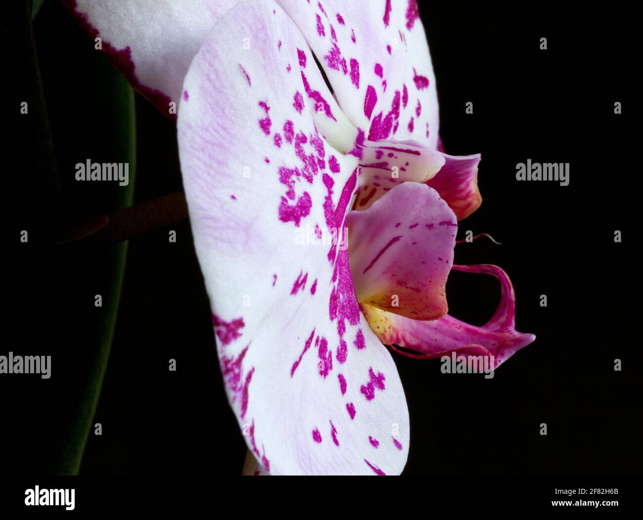 Anther High Resolution Stock Photography and Images - Alamy