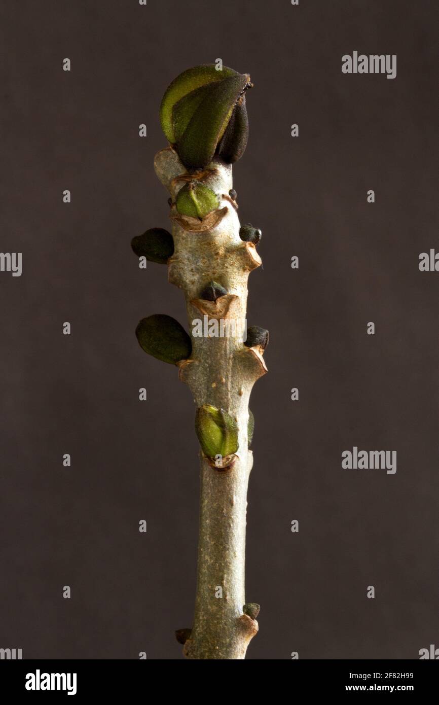 The Ash tree has distinctive sooty black conical leaf buds. Very often ...
