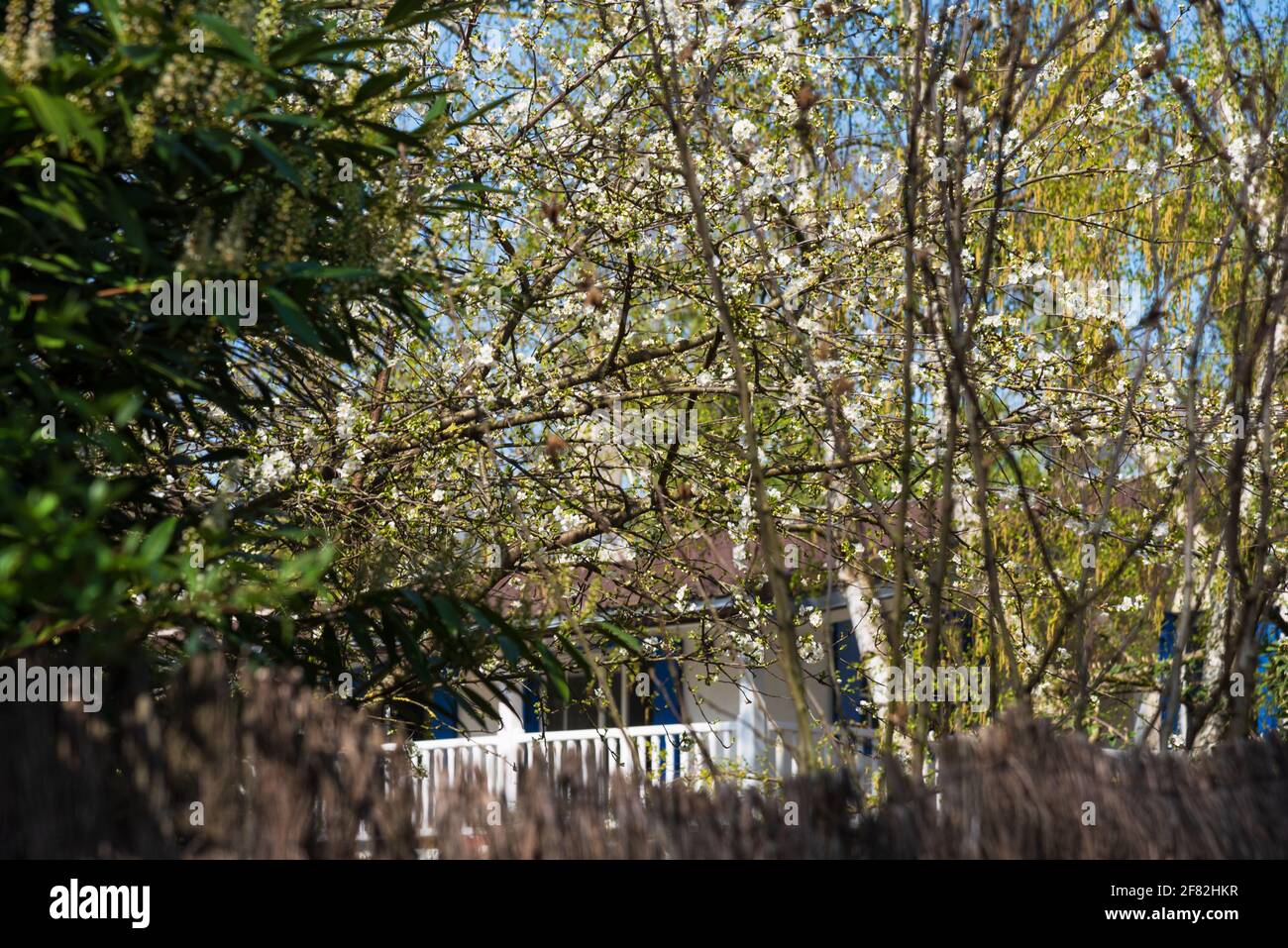Countryside springtime tranquil holidays. Blooming cherry tree and ...