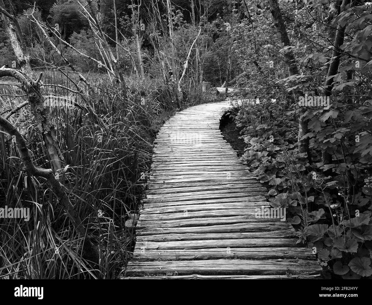 Wooden pathway leading through the dense forest in national park ...