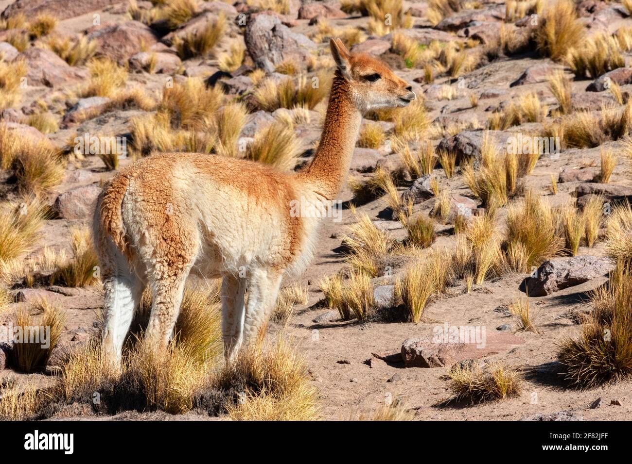 A young Guanaco (Lama guanicoe) high on the altiplano in the Atacama ...