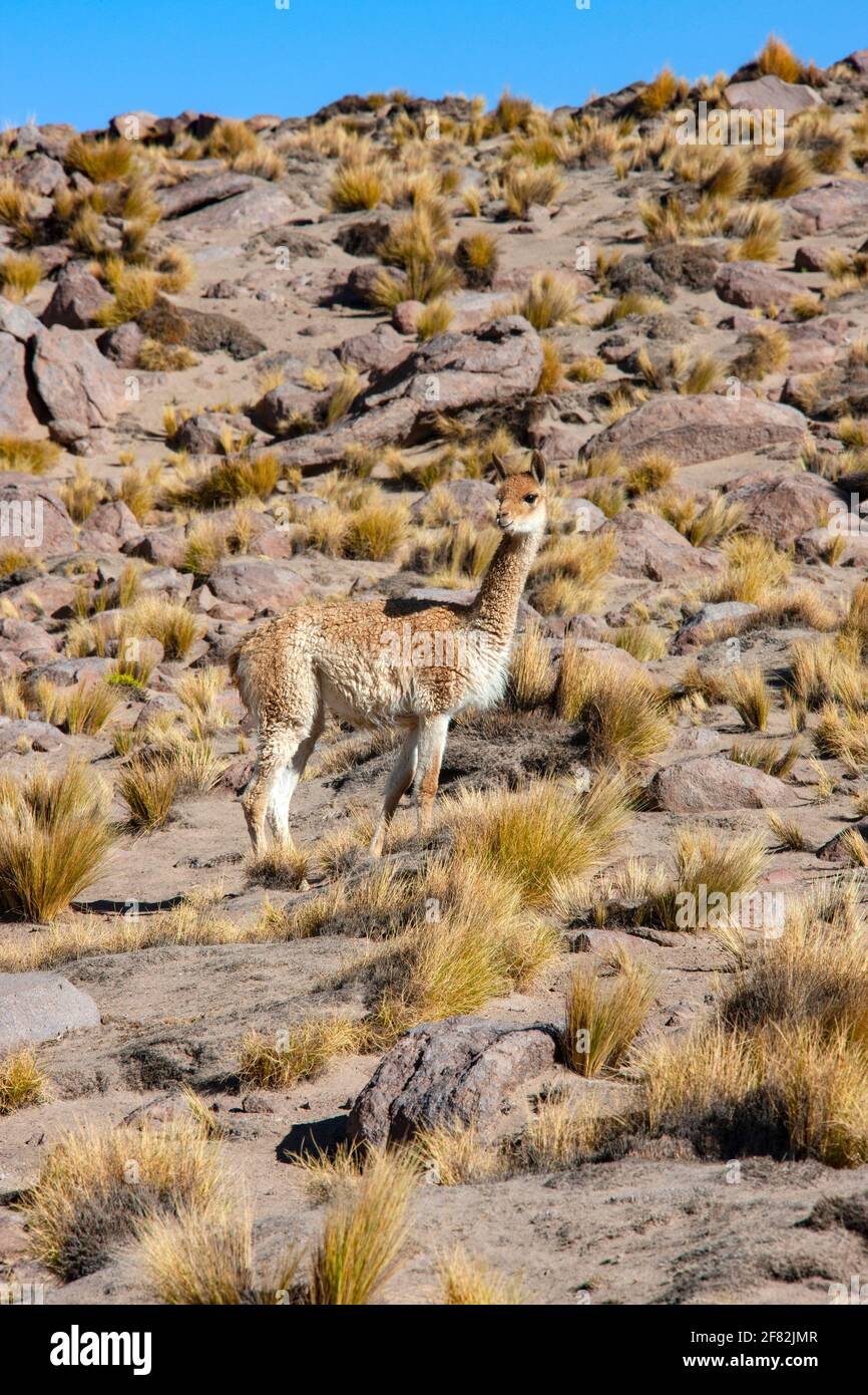 Guanaco atacama hi-res stock photography and images - Alamy