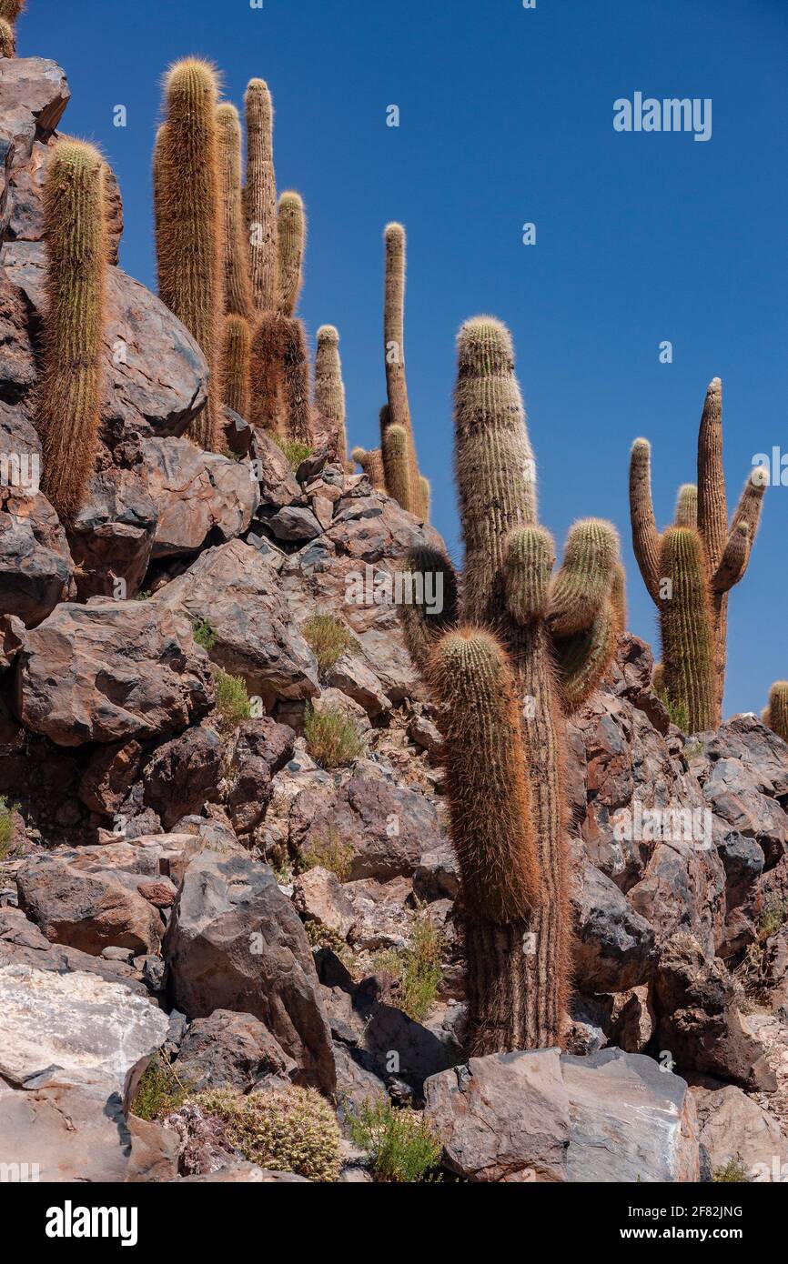Cactus Canyon near San Pedro de Atacama in the Atacama Desert in ...