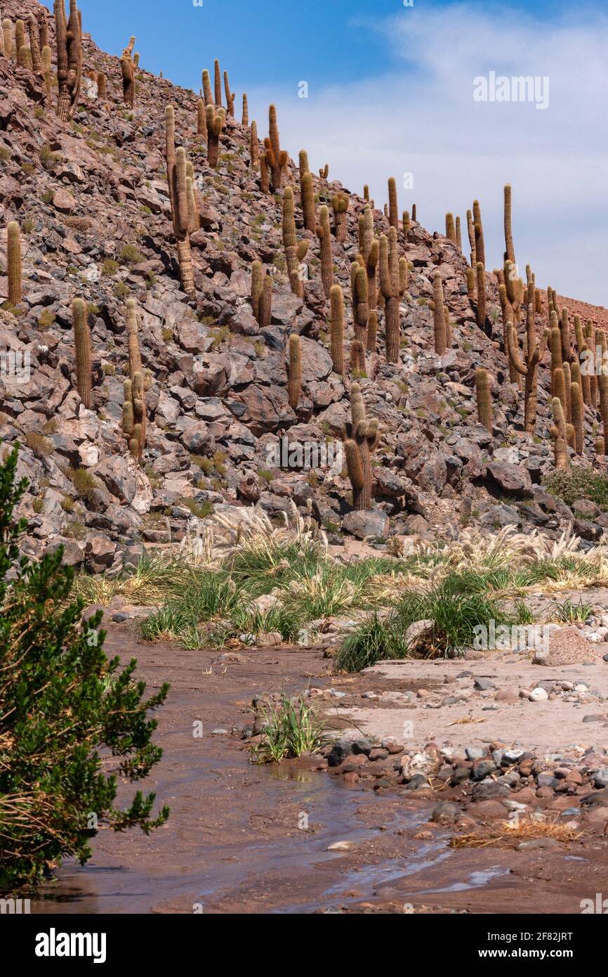 Cactus Canyon near San Pedro de Atacama in the Atacama Desert in ...