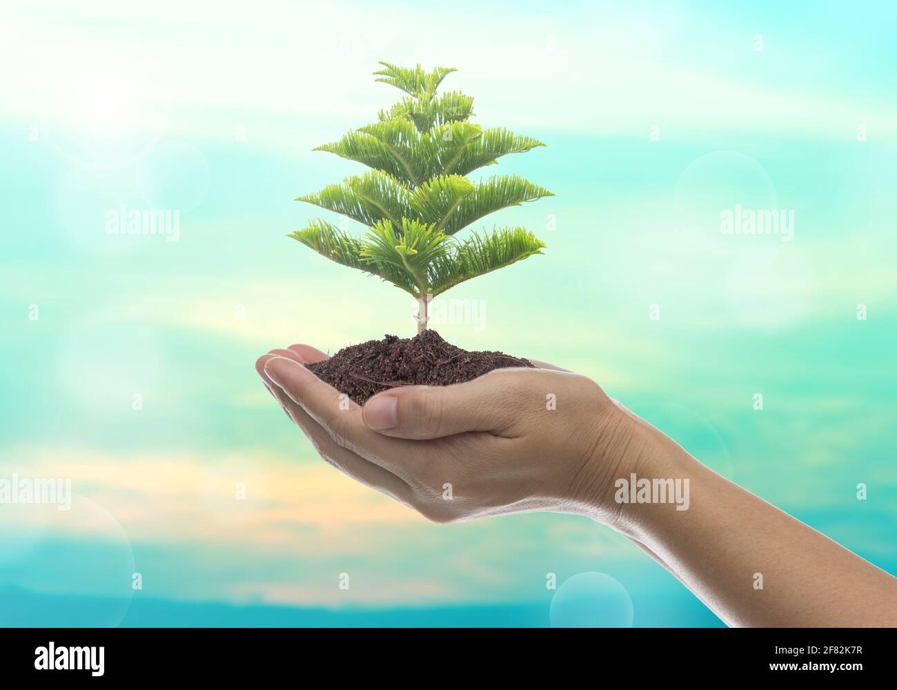Human hands holding large trees growing in soil Stock Photo - Alamy