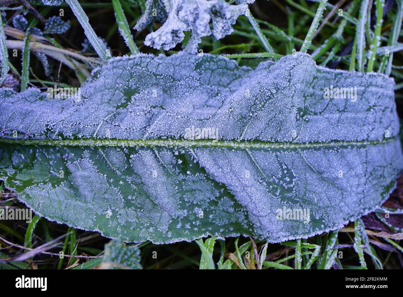 Mildew grass disease hi-res stock photography and images - Alamy