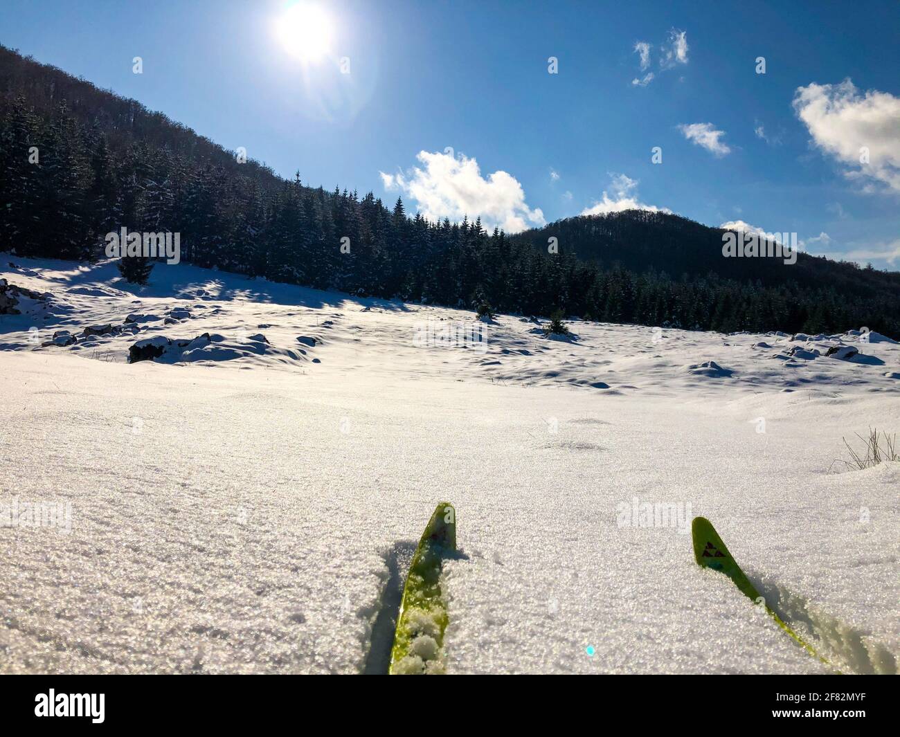 The yellow cross-country skis in a snowy forest on a sunny day Stock ...