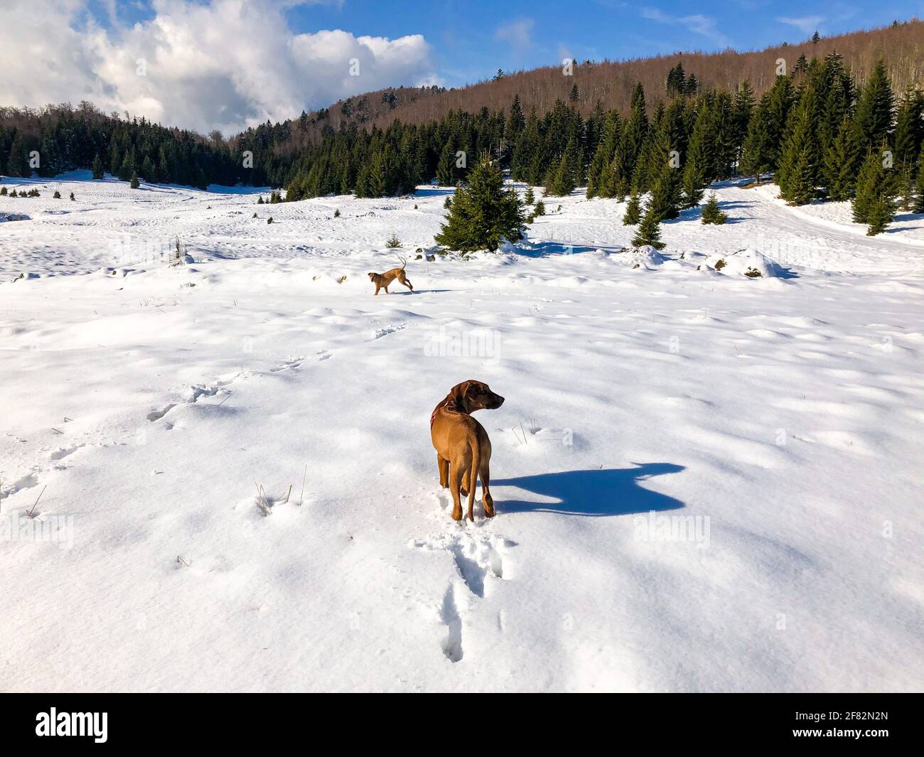 The Danish Mastiff dogs having fun in the snow-covered forest Stock ...