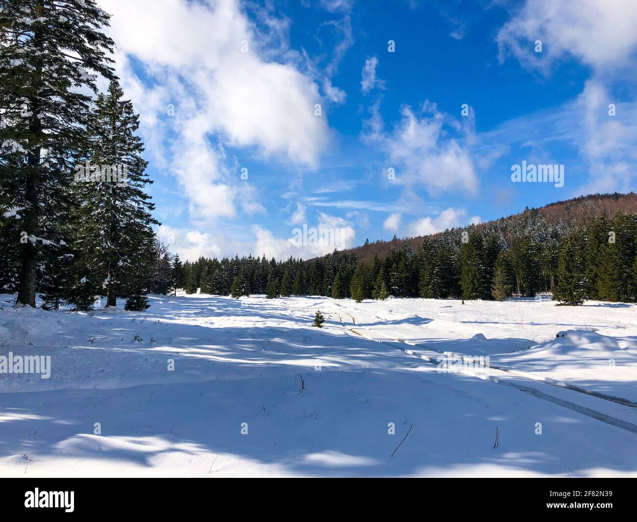 The cross country skiing tracks in a snowy forest Stock Photo - Alamy