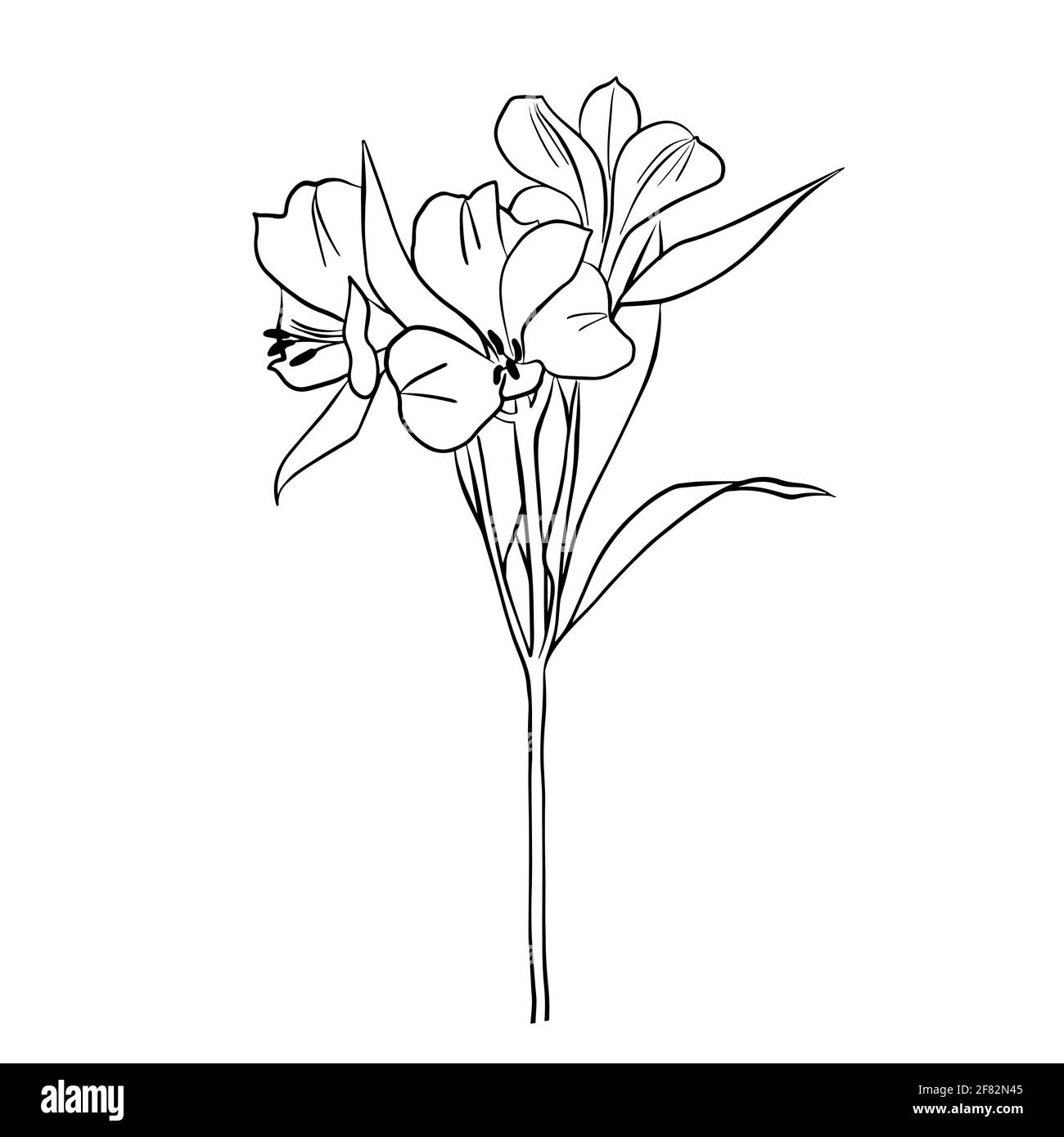 Vector illustration of a lily. Doodle style. Suitable for design ...