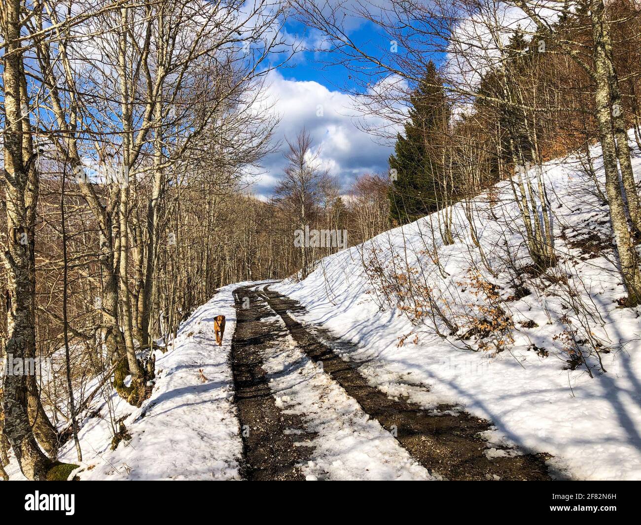The Danish Mastiff dog on the snow-covered road Stock Photo - Alamy