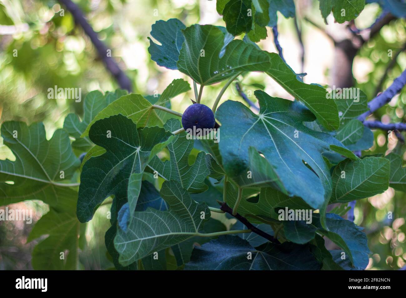 A close-up shot of a ripe fig fruit on the branches of a fig tree ...
