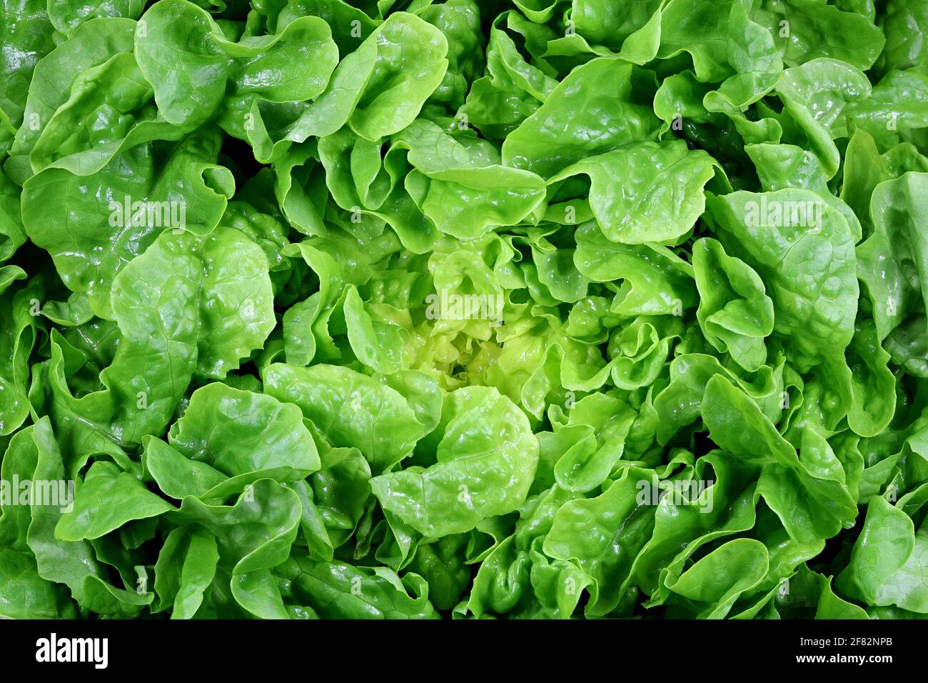 Batavia lettuce hi-res stock photography and images - Alamy