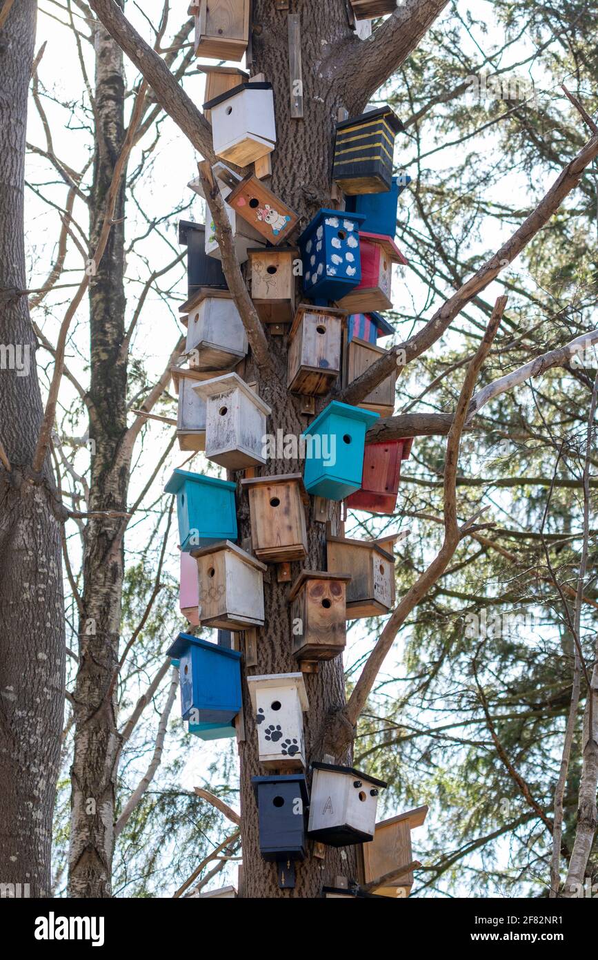 Tree with birdhouses hi-res stock photography and images - Alamy