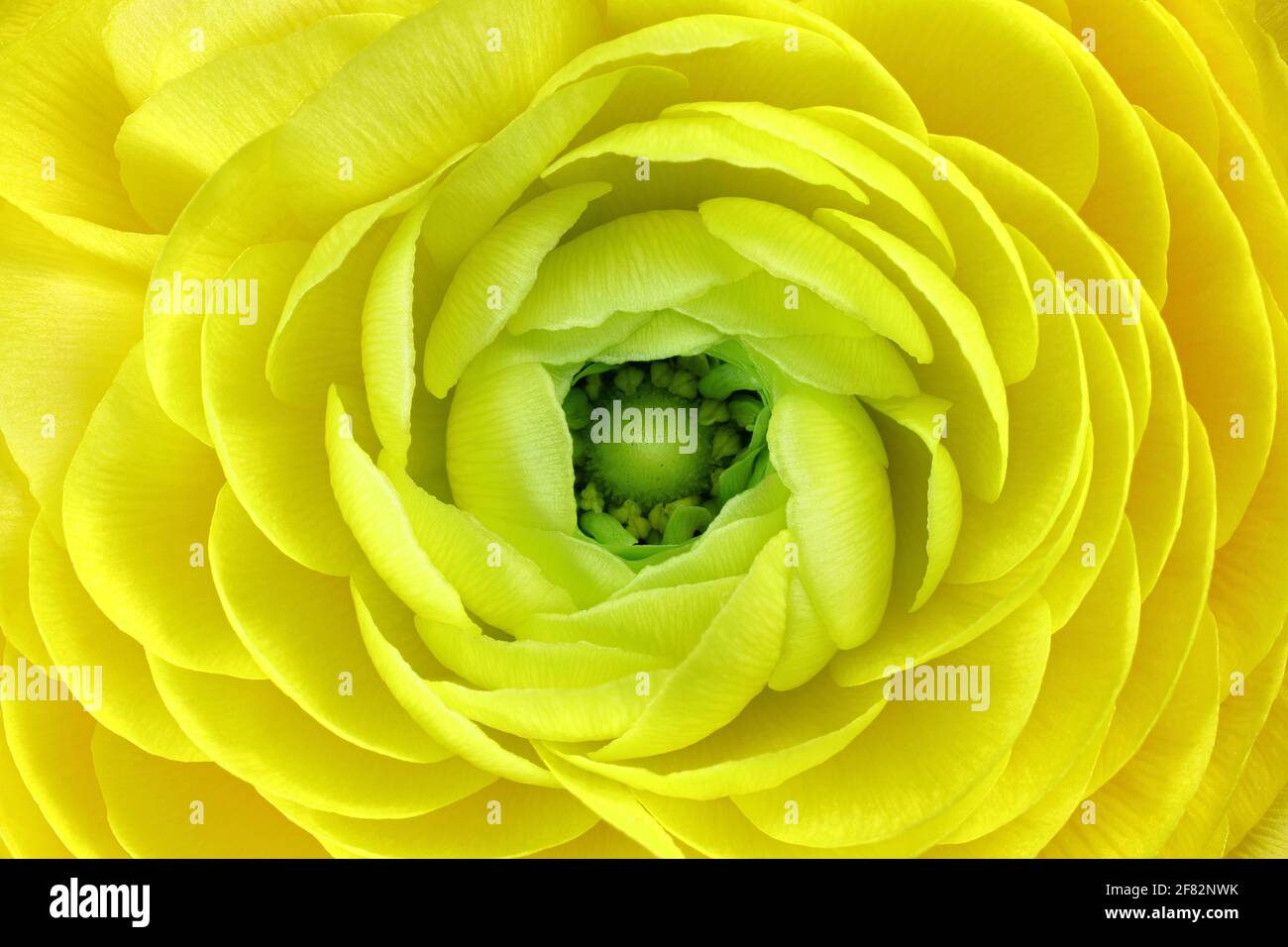 Persian buttercup hi-res stock photography and images - Alamy