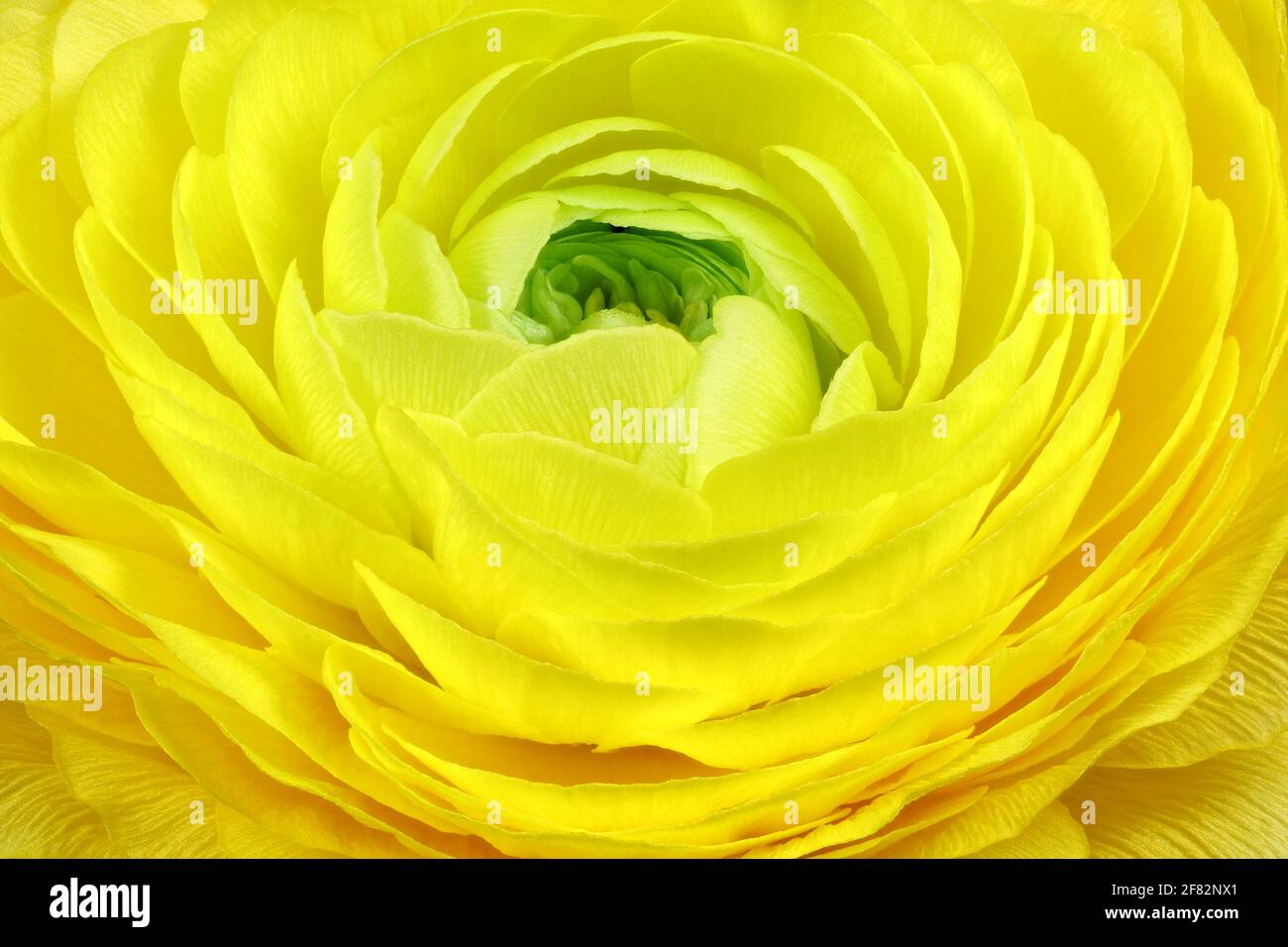 Persian buttercup hi-res stock photography and images - Alamy